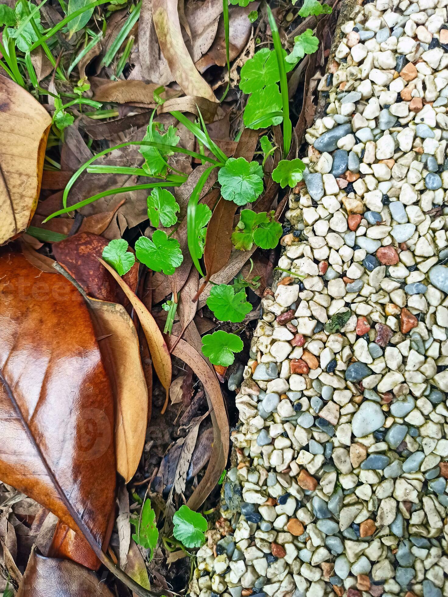The Path Is The Texture Of Stone And Grass Close Up Background Image Straight Line Of Stone