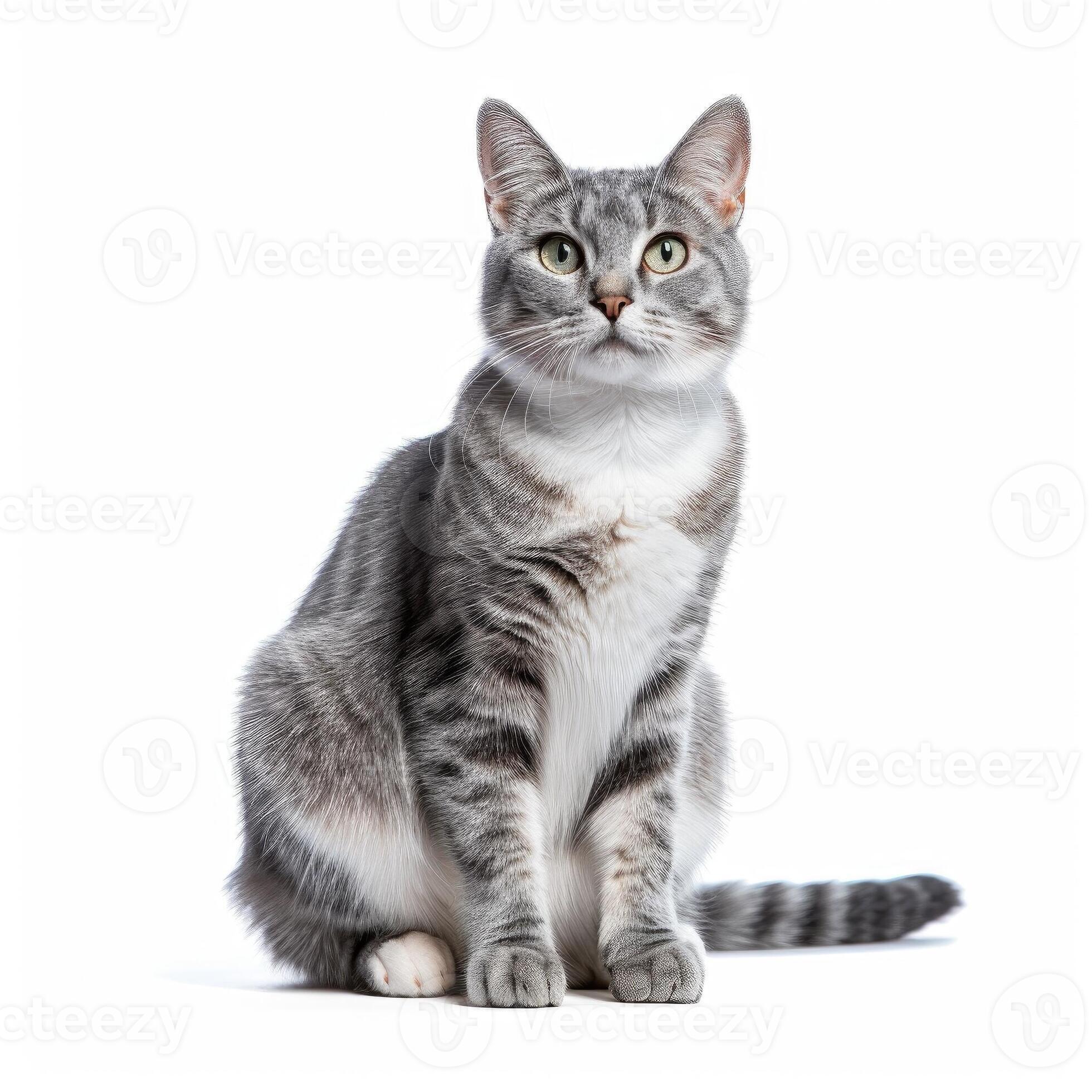 Cat isolated on white background. 27531704 Stock Photo at Vecteezy