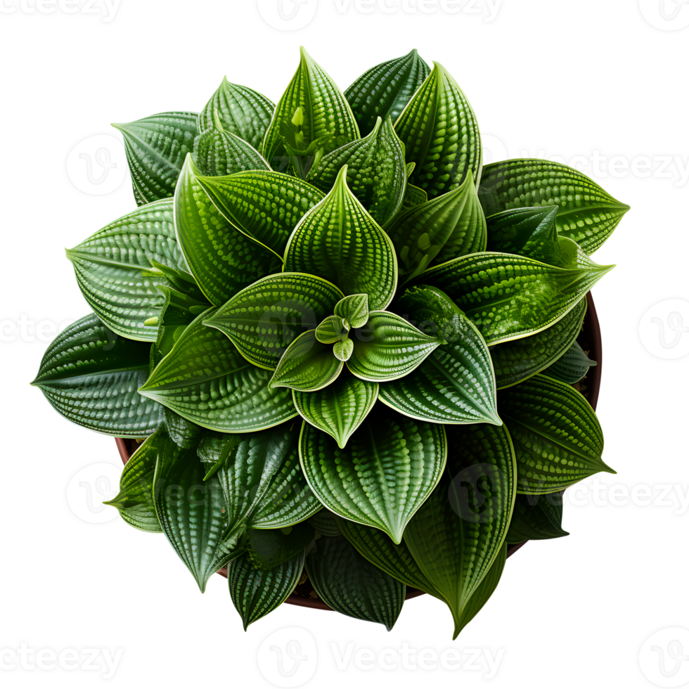 Houseplant In Pot Top View Cutout Ai Generative 27536590 Png