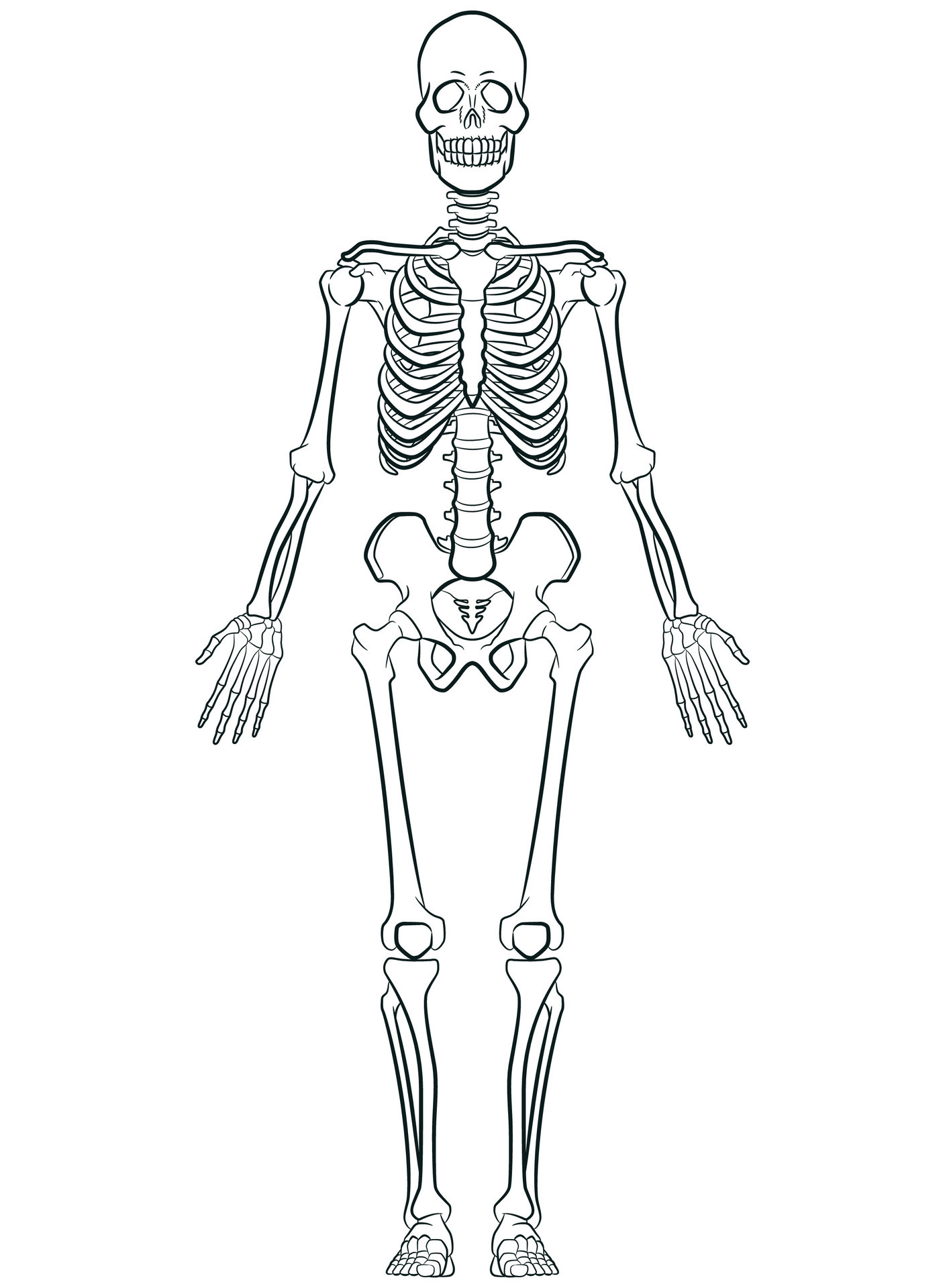 Skeleton System