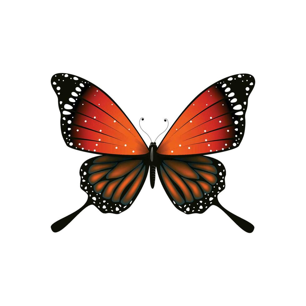 Vector butterfly realistic isolated on white background 27612423 Vector ... Vector butterfly realistic isolated on white background 27612423 Vector ...
