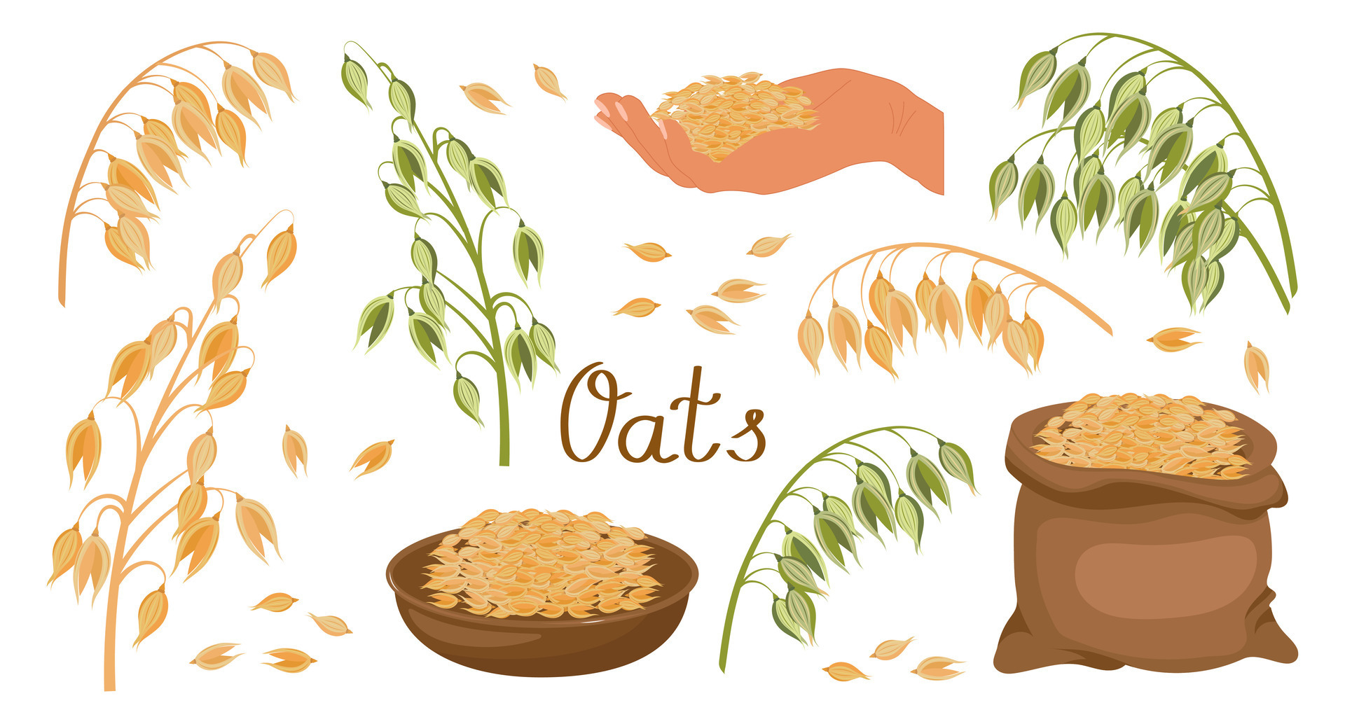 A set of grains and spikelets of oats. Oats plant, oat grains in a plate, in a hand and a bag ...