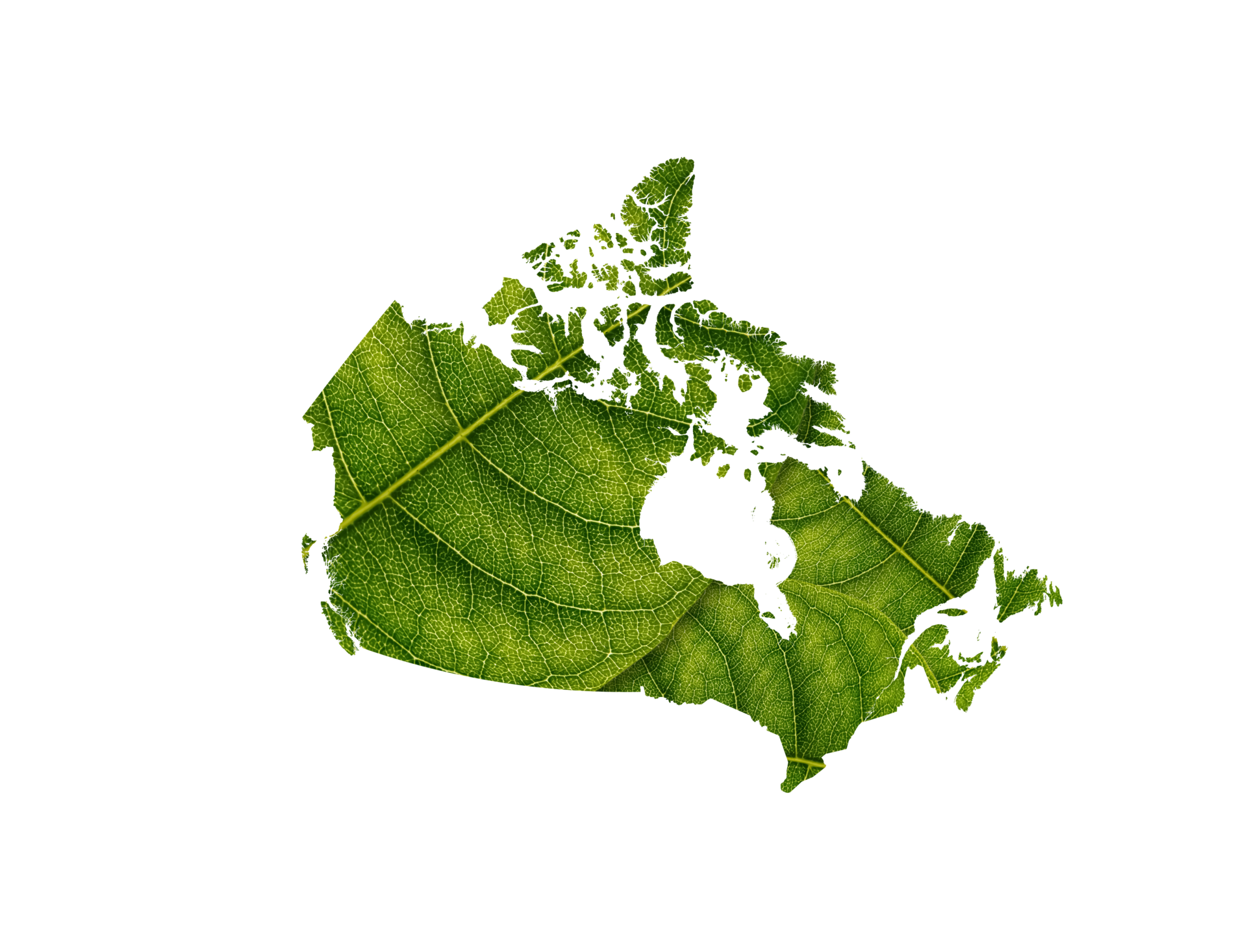 Canada map made of green leaves 27720456 PNG Canada map made of green leaves 27720456 PNG