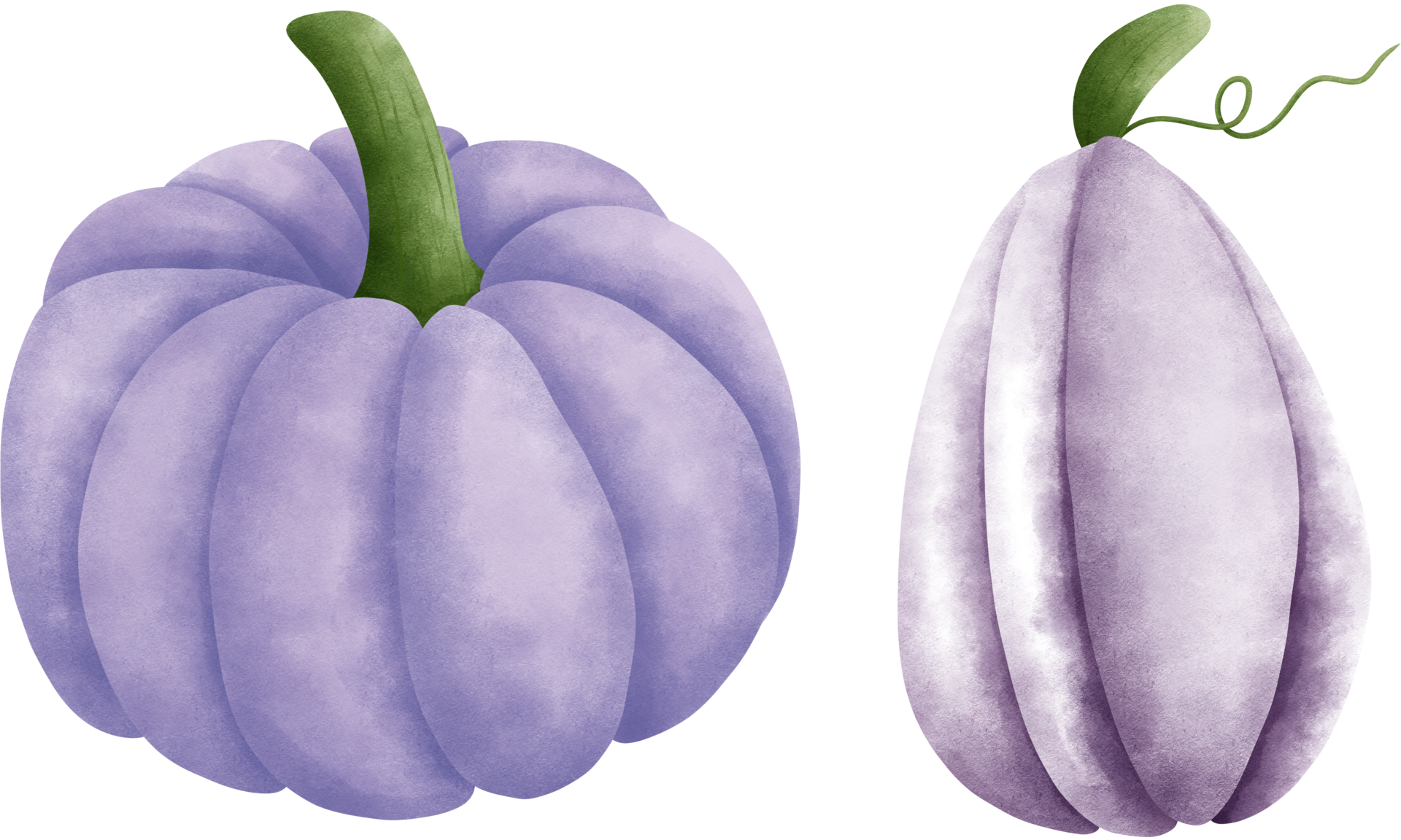 Set of watercolor pumpkins illustration for autumn decorations.Purple ...