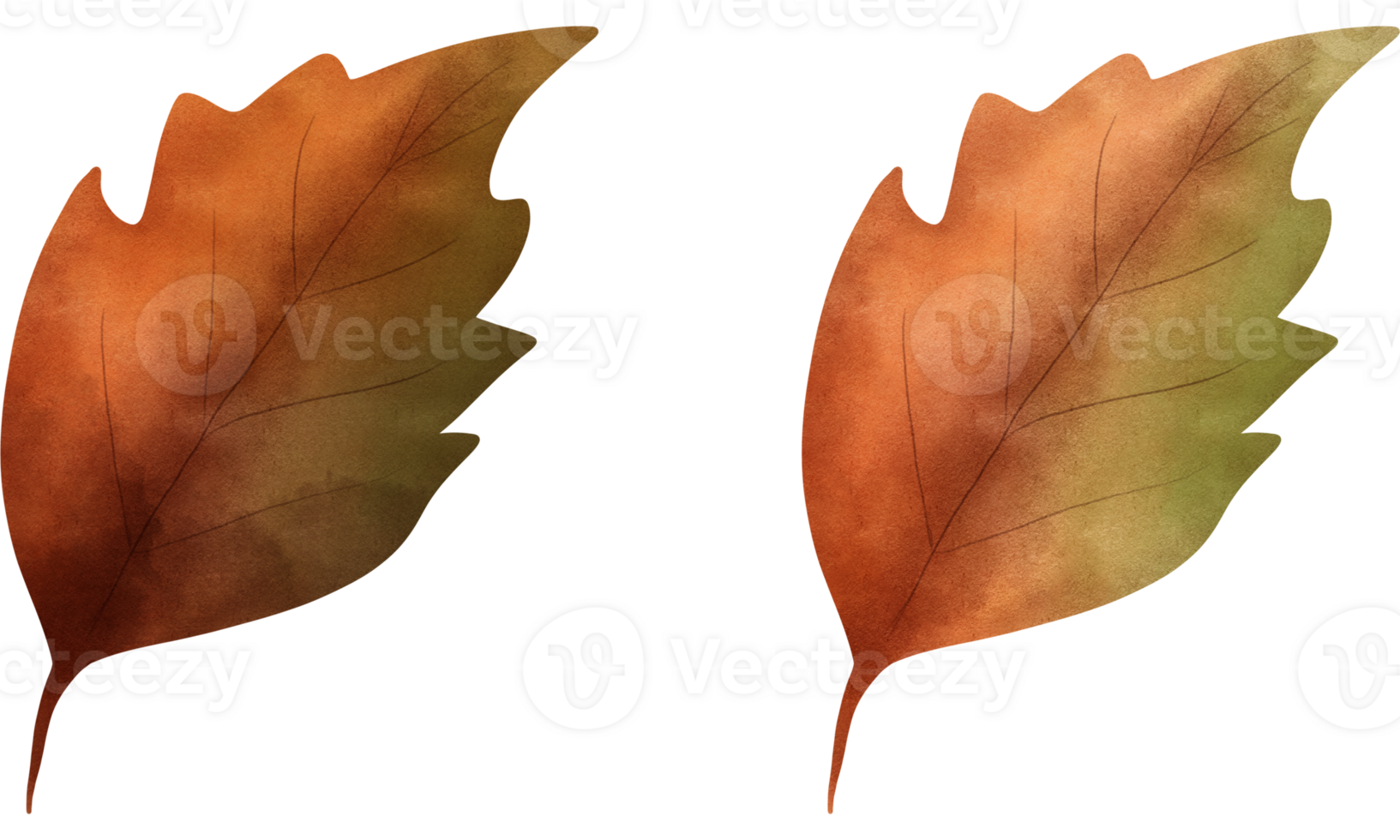 Set of watercolor elegant autumn leaves clipart.Watercolor illustration ...