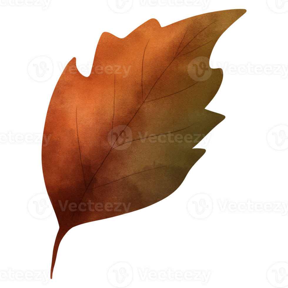 Watercolor elegant autumn leaf clipart.Watercolor illustration ...