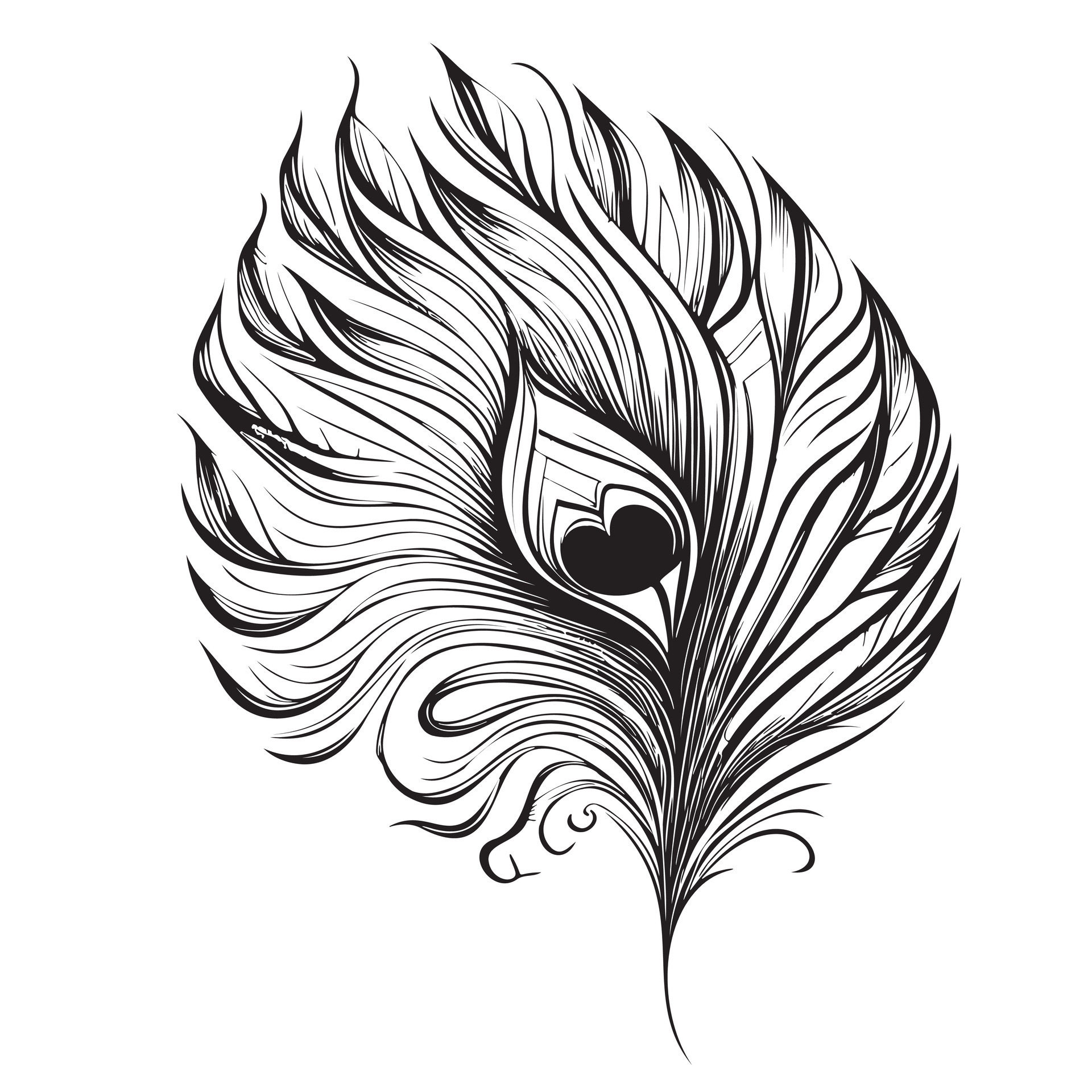 Peacock Feather Peacock Feather Art Feather Art Peaco