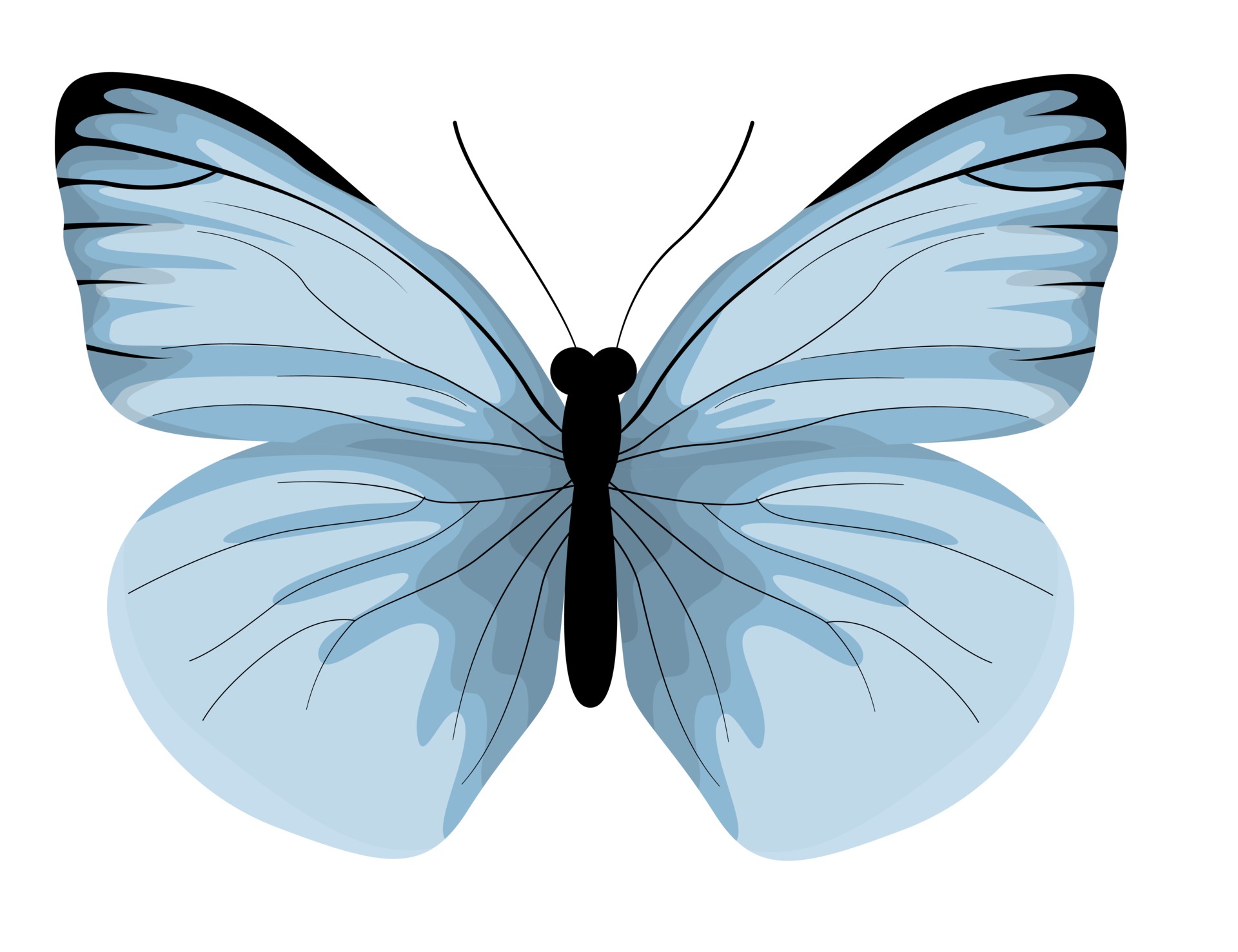 Realistic Blue Butterfly Illustration Blue Butterfly Vector Insect Butterfly Collection