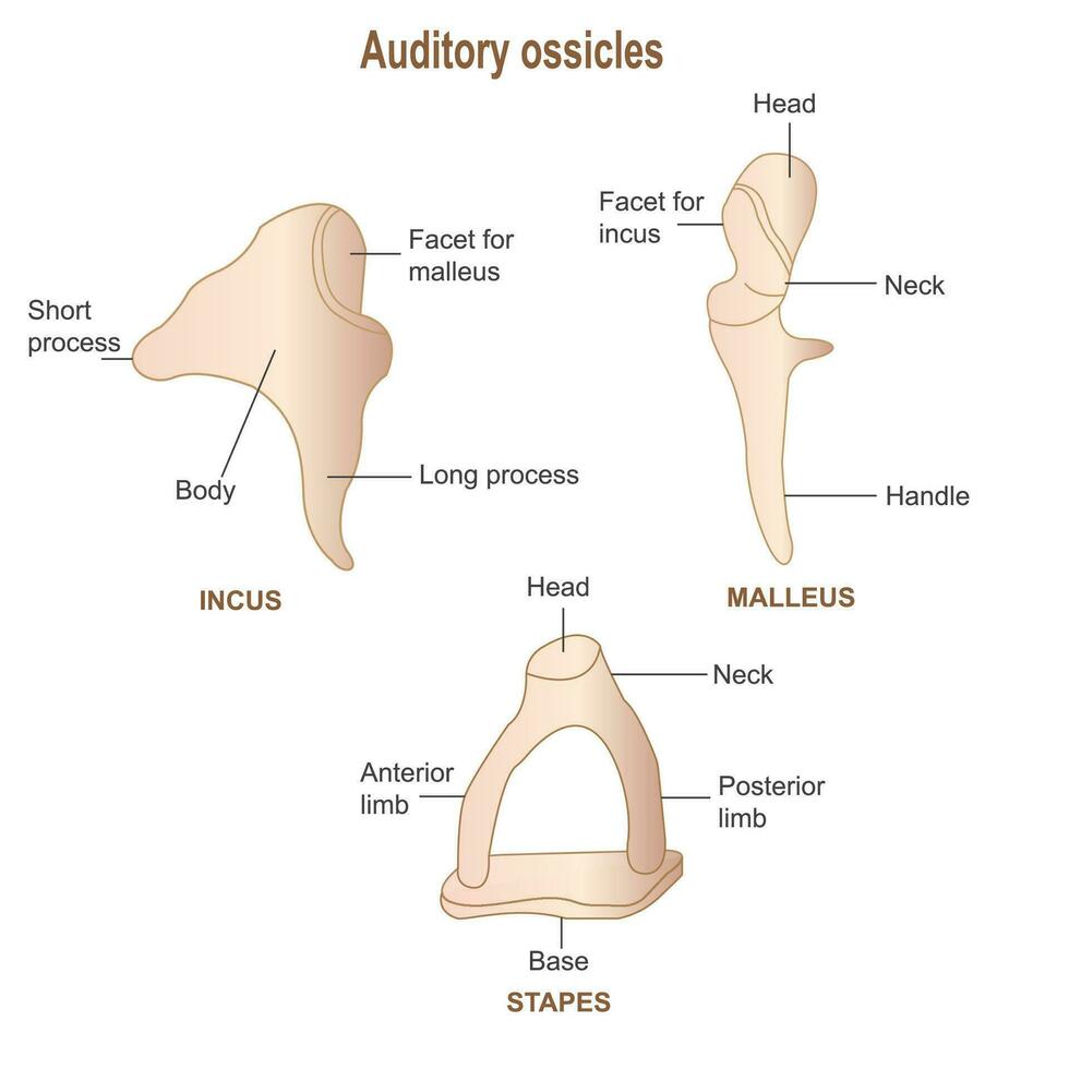 Anatomy of human ear, auditory ossicles, malleus,incus, stapes, vector ... Anatomy of human ear, auditory ossicles, malleus,incus, stapes, vector ...