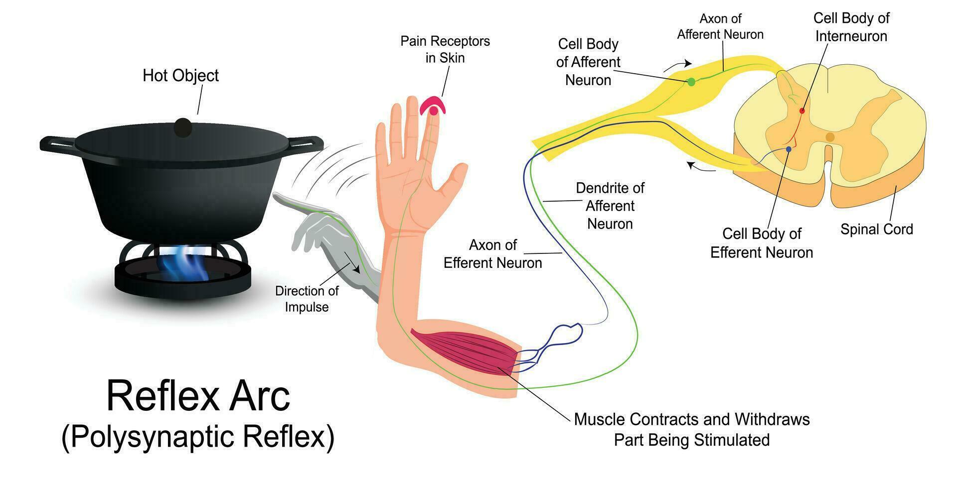 Reflex Arc Reflex Arc