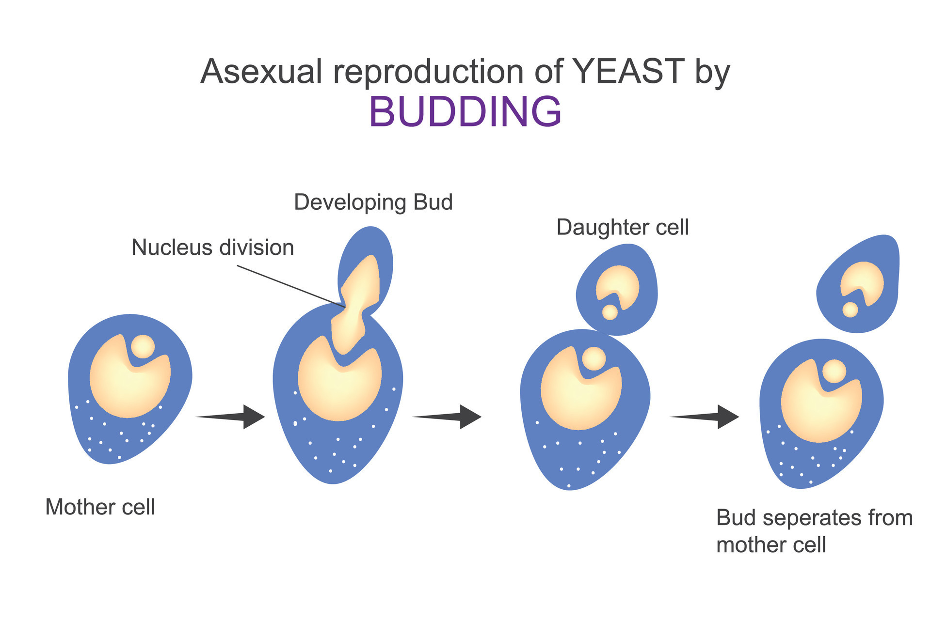 Asexual Reproduction Of Yeast By Buddingdiagram Shows Steps Of Buddingmicrobiology Concept