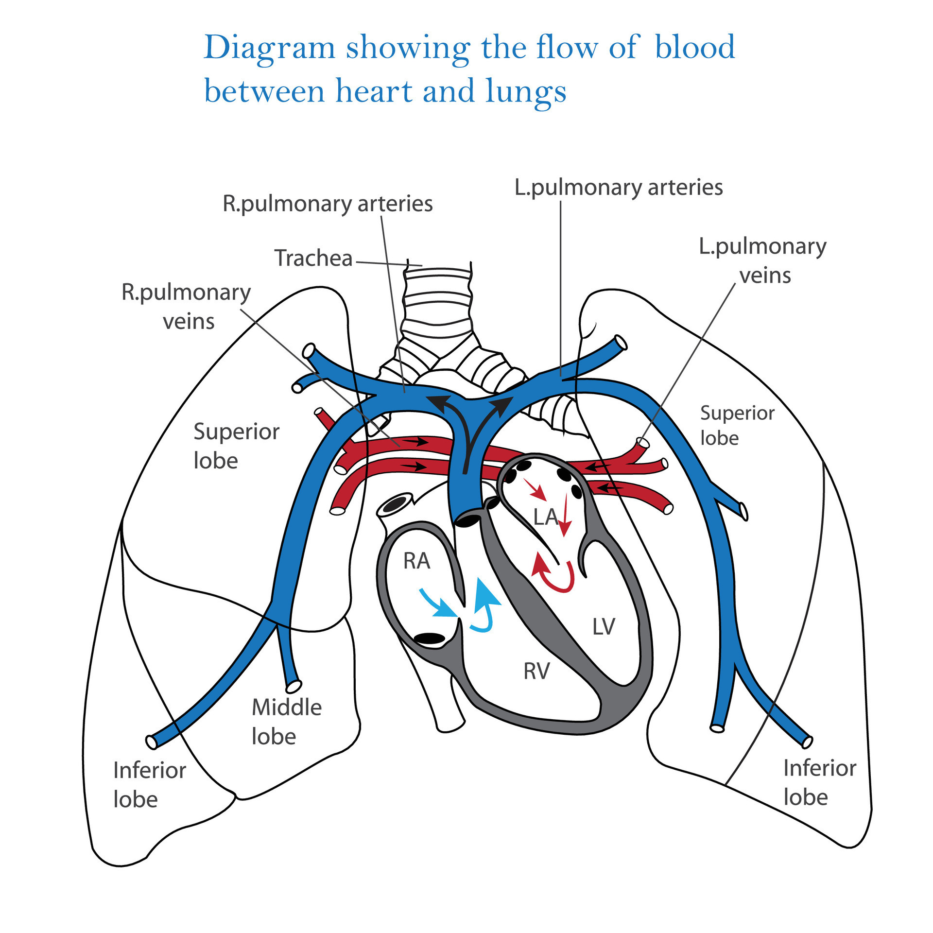 Diagram showing flow of blood between heart and lungs, human heart and ... Diagram showing flow of blood between heart and lungs, human heart and ...