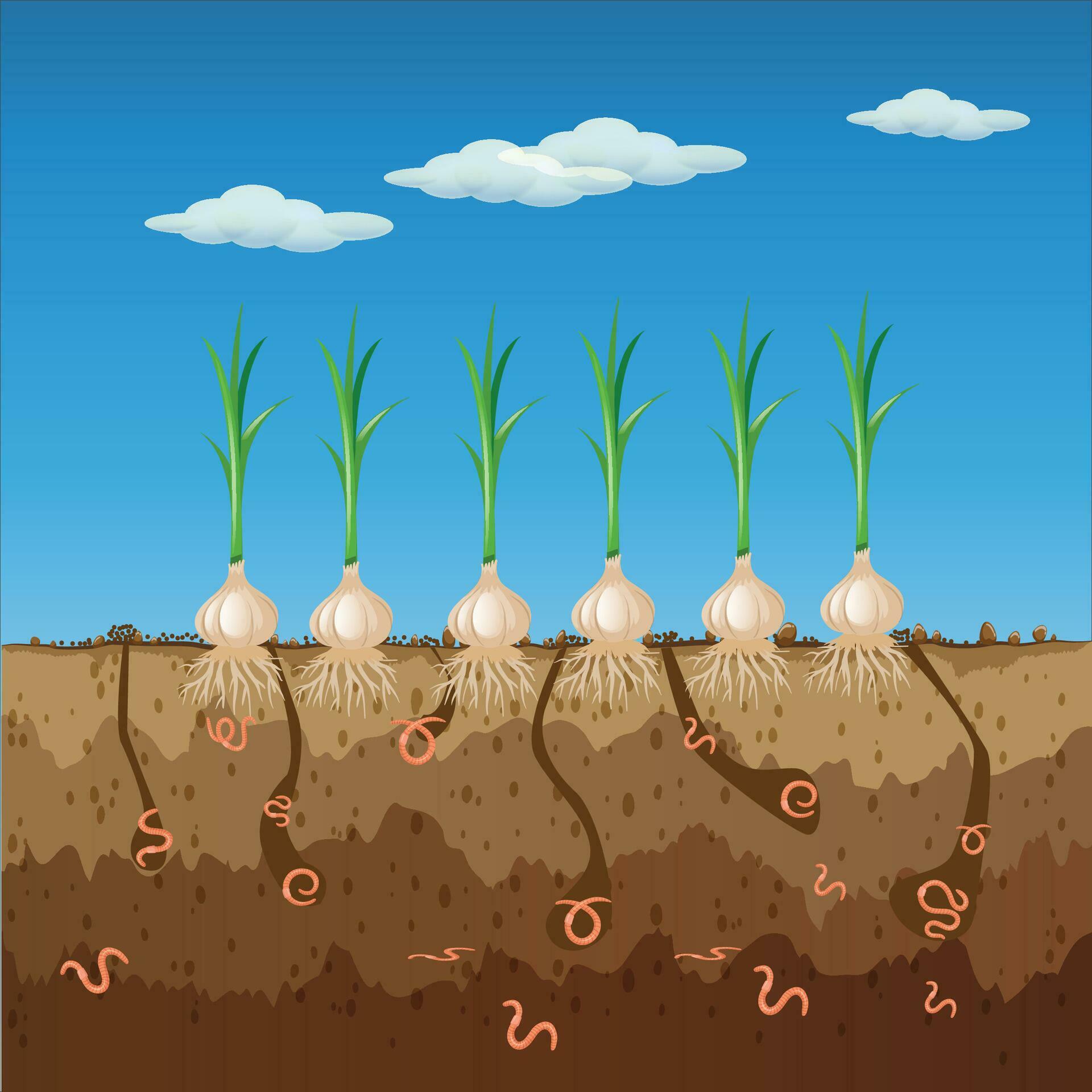 earthworms in garden soil. ground cutaway with earthworms and garlic ...