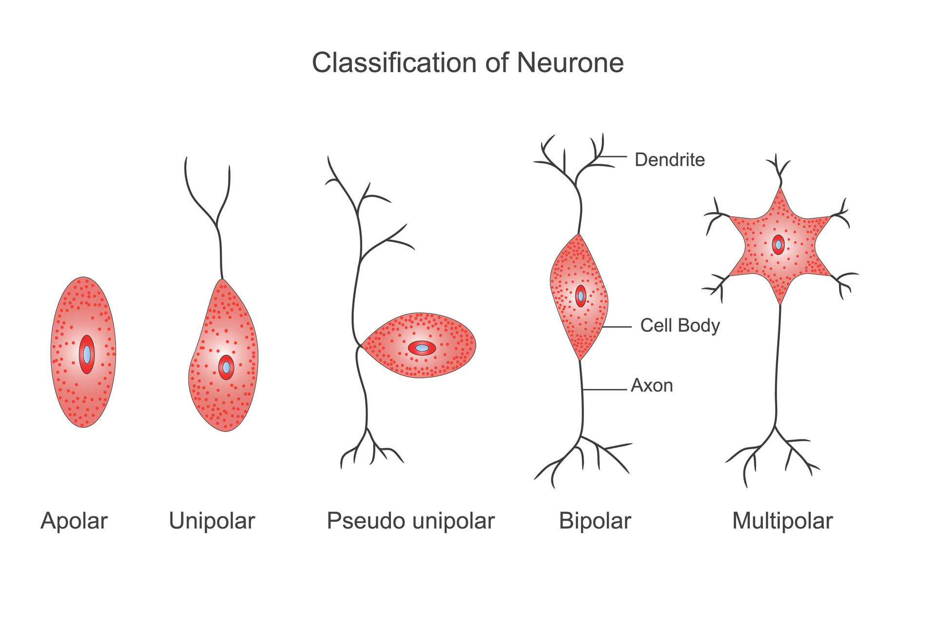 Unipolar Neuron Neuron Unipolare Kenhub Unipolar Neuron Neuron Unipolare Kenhub