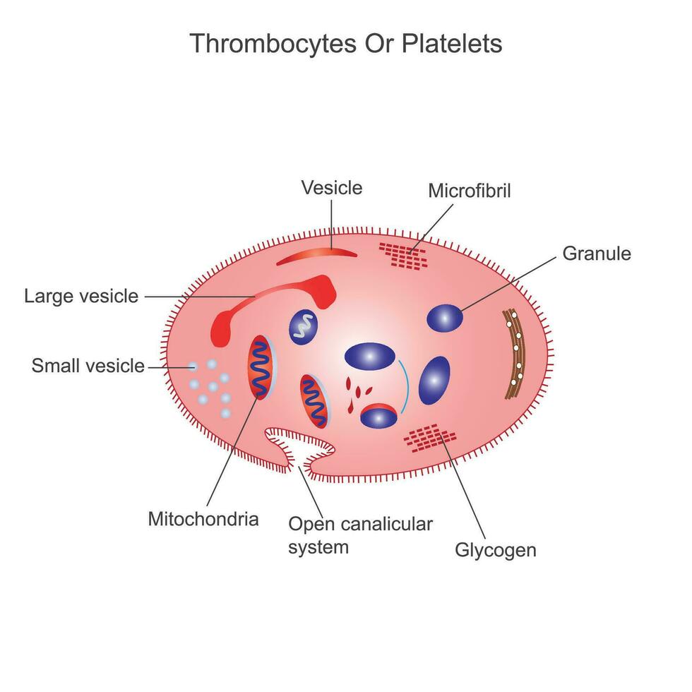 plaquetas o trombocitos.anatómicos sangre circulación sistema esquema ... plaquetas o trombocitos.anatómicos sangre circulación sistema esquema ...