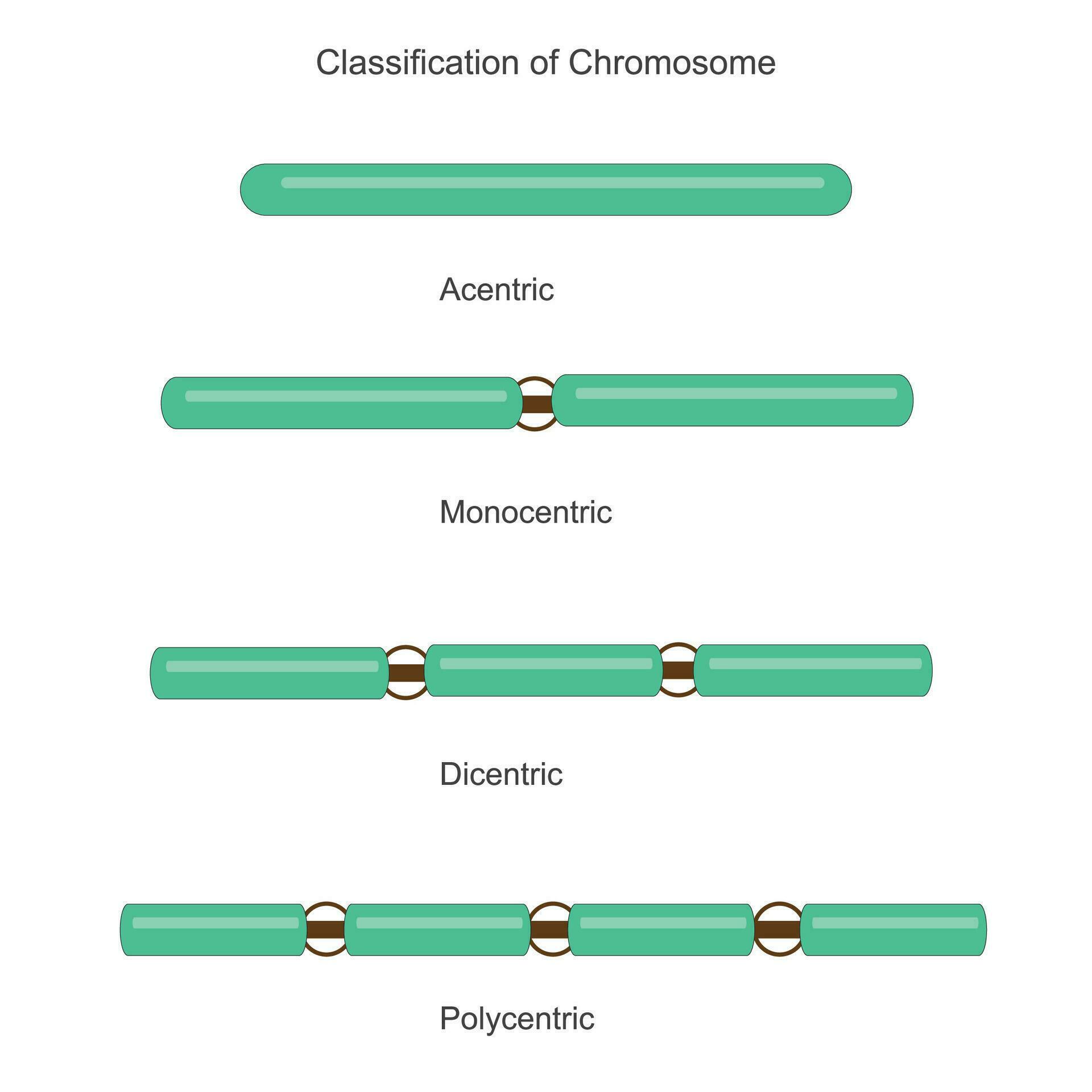 Classification Of Chromosomes To The Number Of Centromerebiology Conceptacentric Monocentric