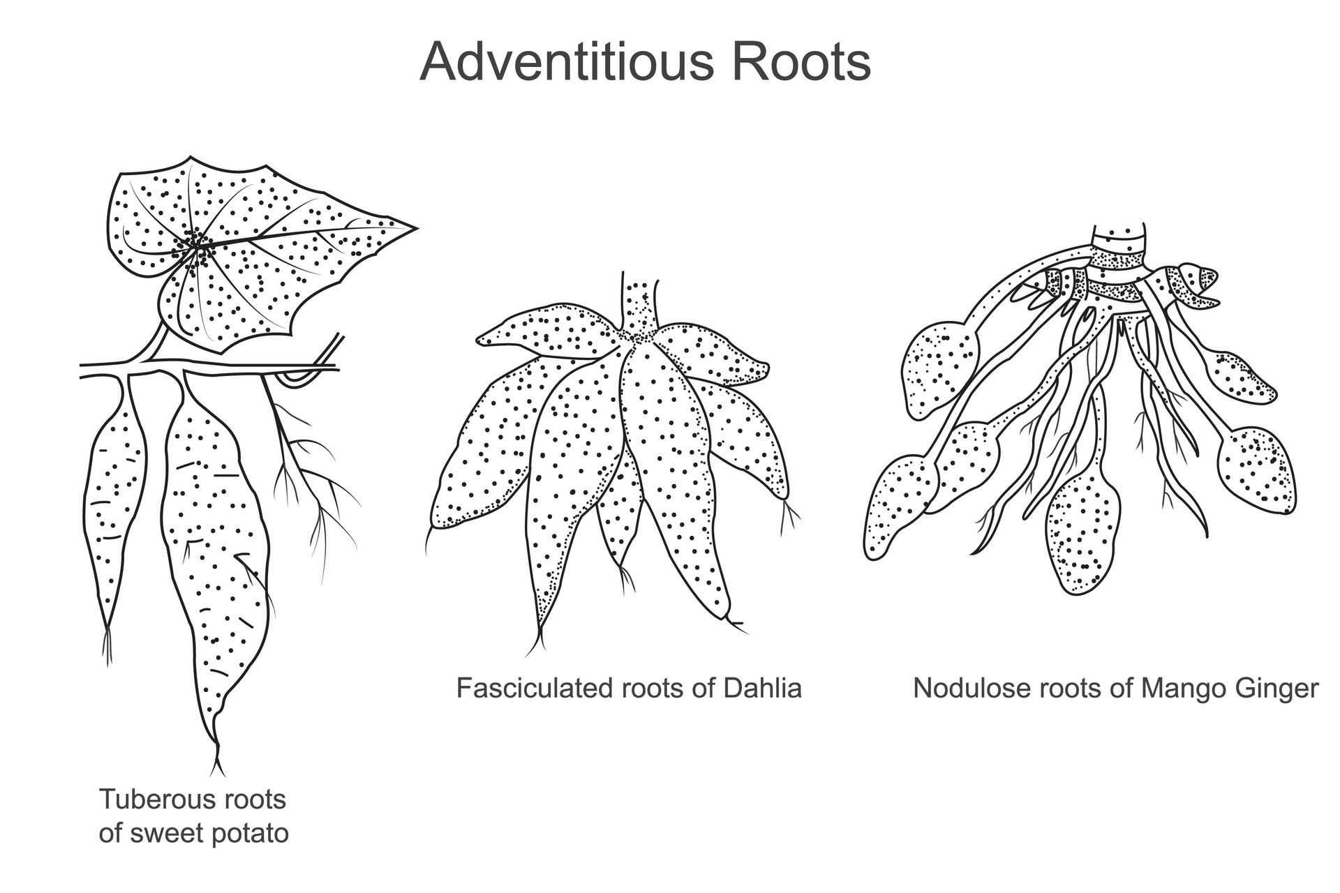 Adventitious Roots Tuberous Fasciculated And Nodulose Roots sweet adventitious-roots-tuberous-fasciculated-and-nodulose-roots-sweet