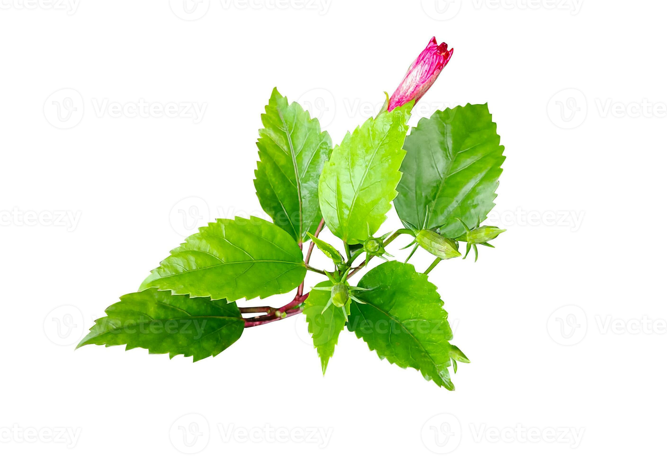 Green jaba flower isolated on white background, Green leaves of tropical Green leaf isolated on ...