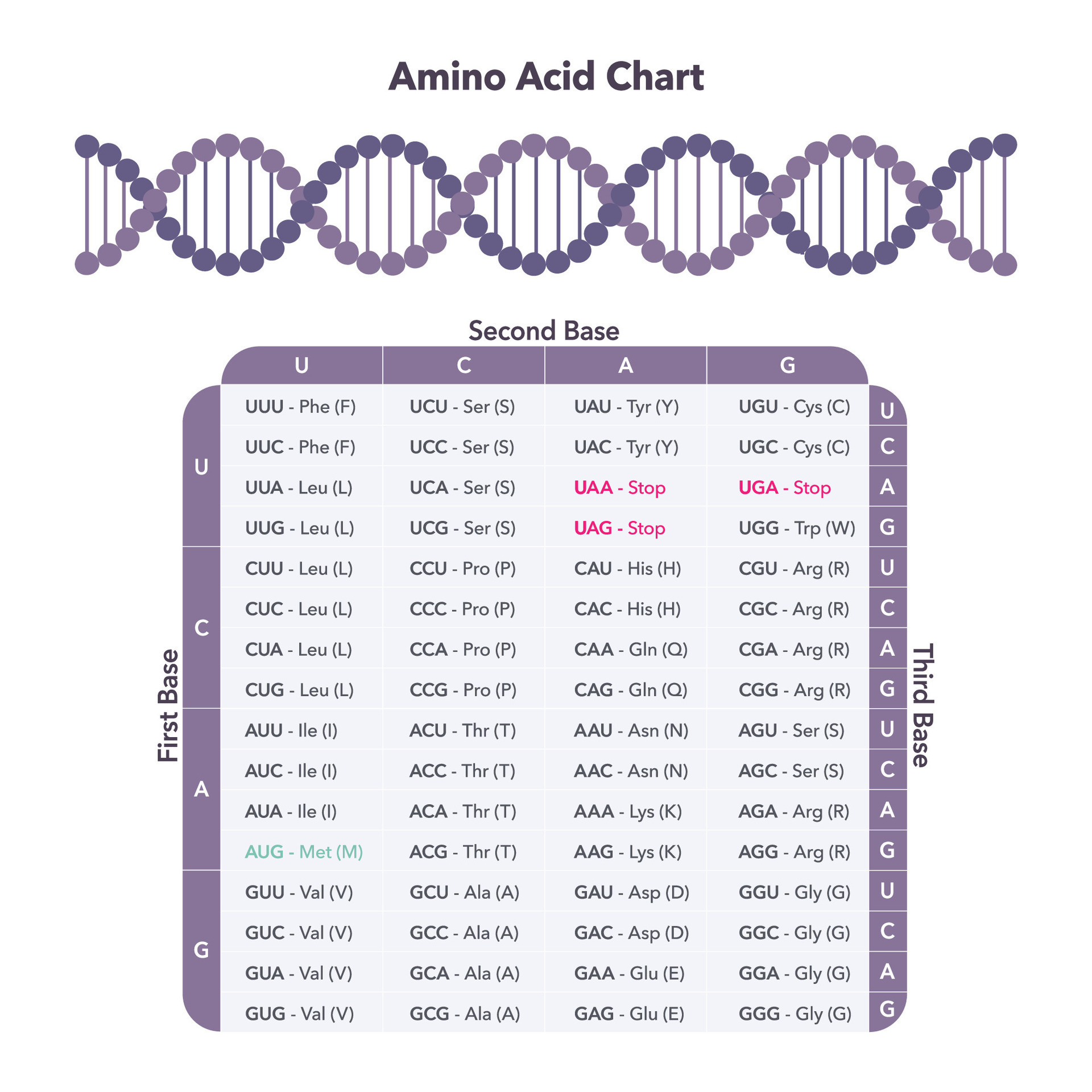 Amino Acid Codon