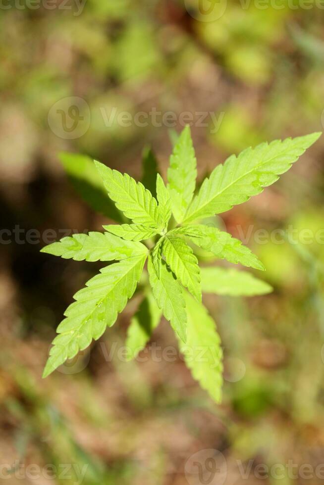 Baby Weed Plant