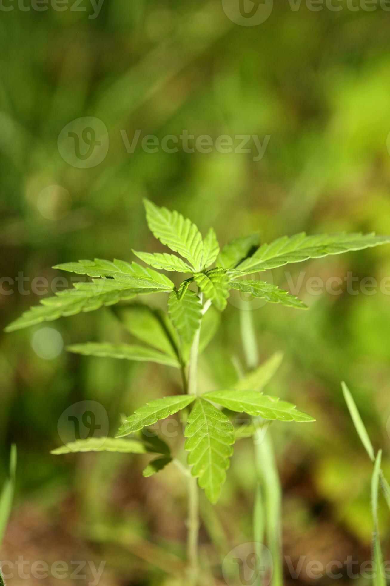 Baby cannabis plant the vegetative stage of marijuana growing seedling macro on nature green ...