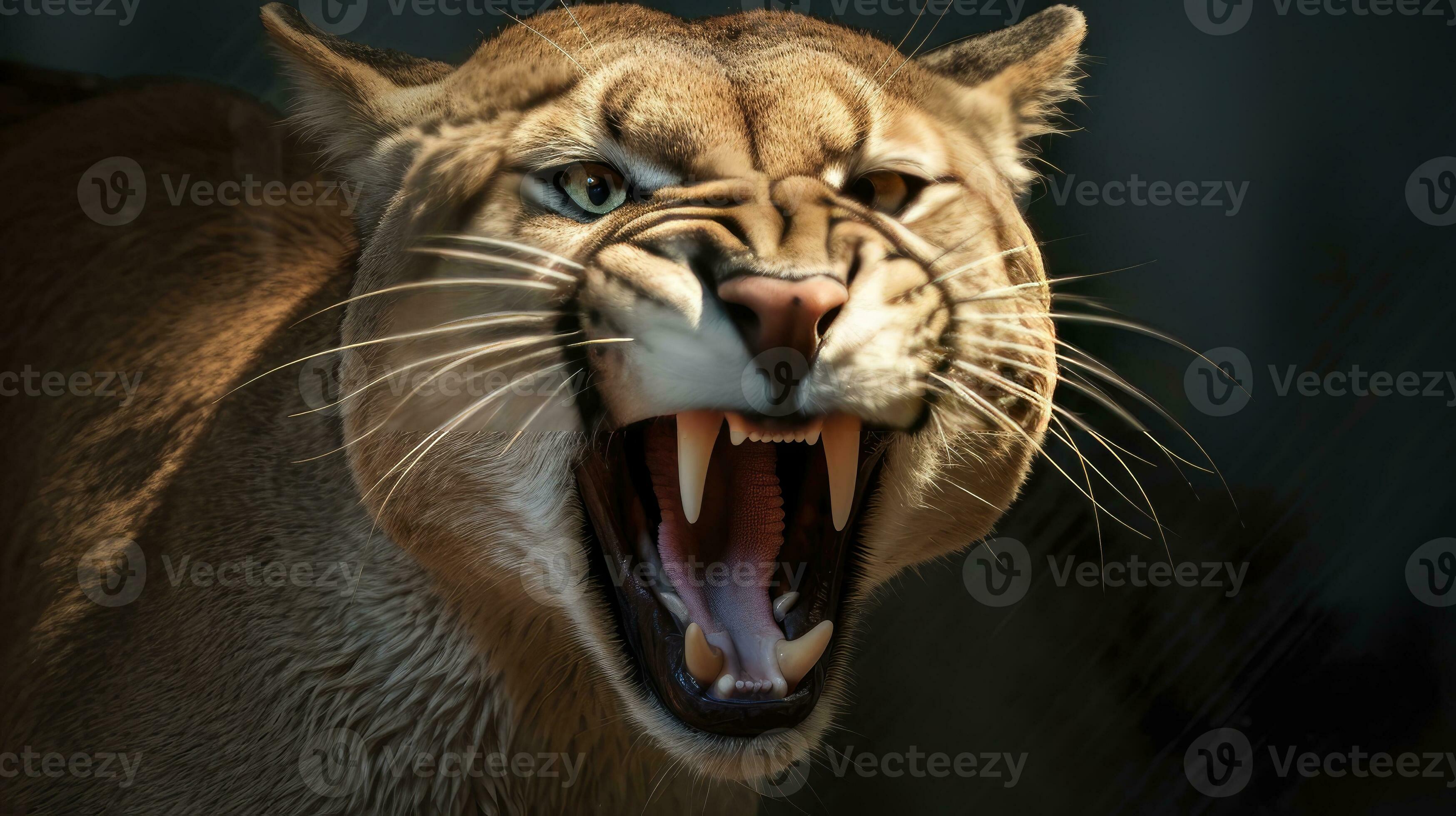 Ferocious Puma. Discover Ultra-Realistic Image of Snarling Wildcat's Intense Anger and Powerful ...