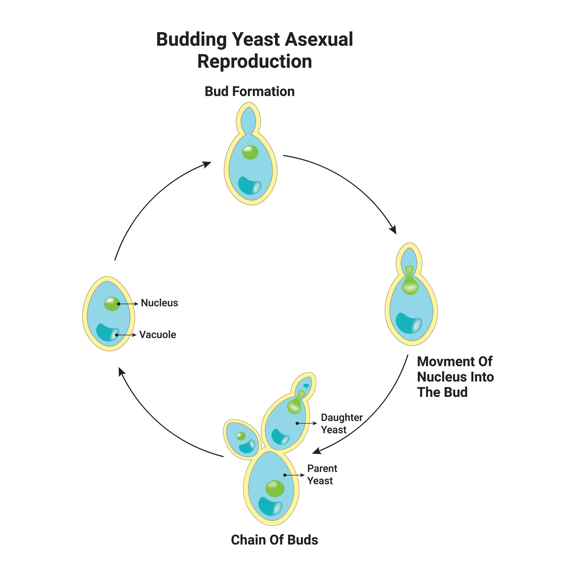 Budding Yeast Asexual Reproduction Design 27892920 Vector Art At Vecteezy
