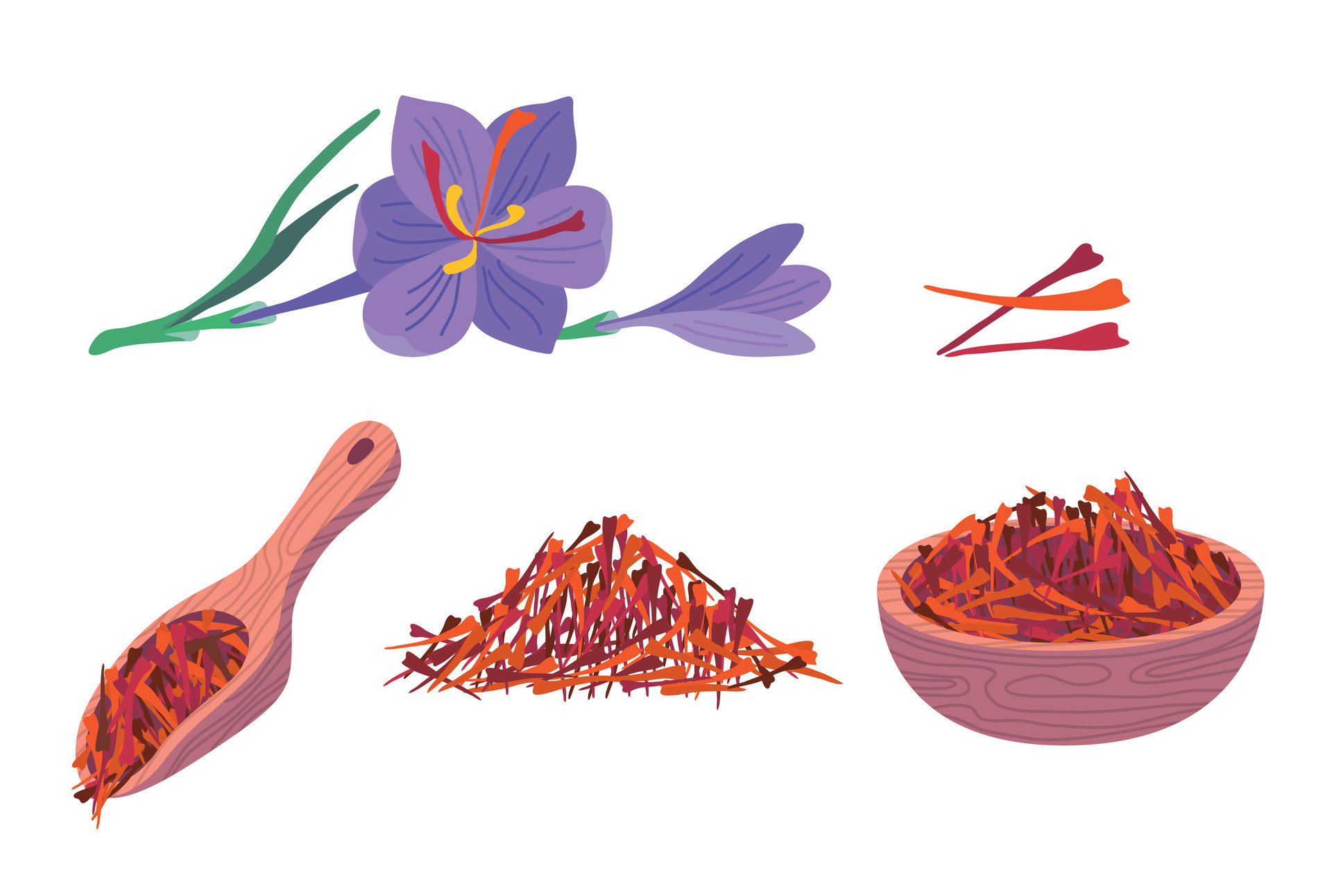 Cartoon Color Saffron Flower And Spice Set Vector 27895616 Vector Art At Vecteezy