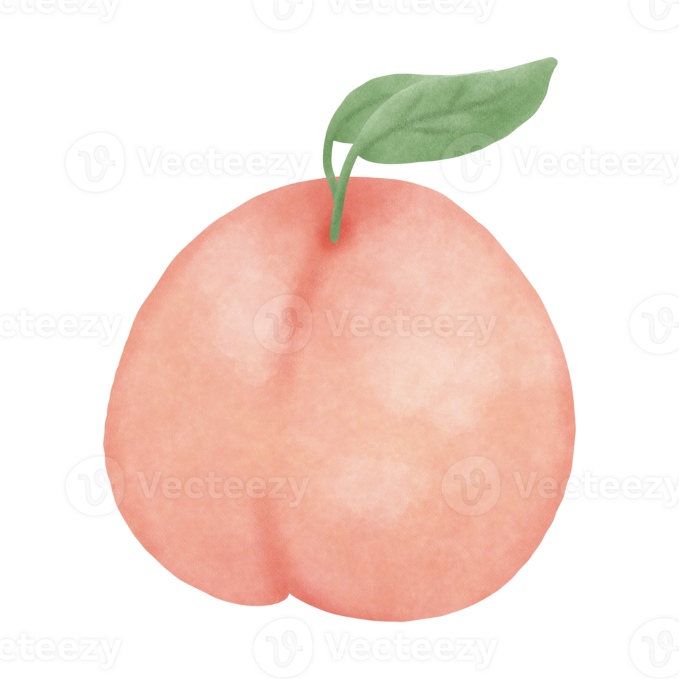Peach Fruit Illustration 27938857 PNG peach-fruit-illustration-27938857-png