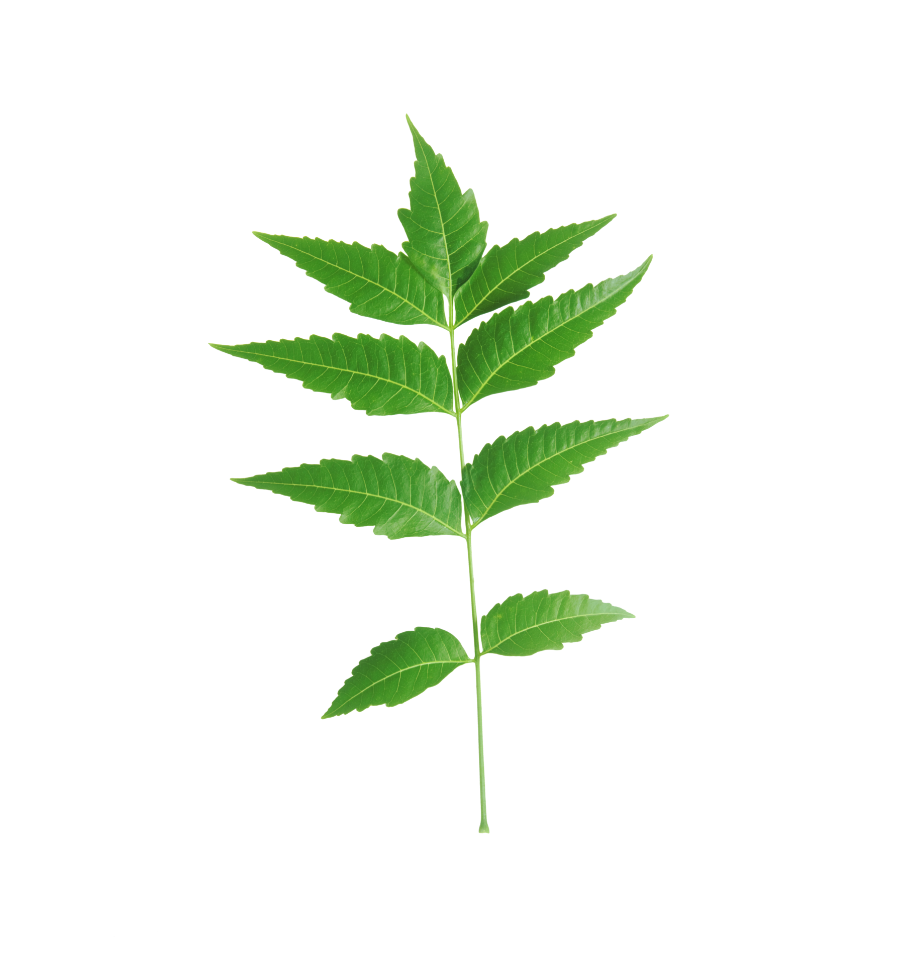 Neem leaf Azadirachta indica isolated on transparent background ... Neem leaf Azadirachta indica isolated on transparent background ...