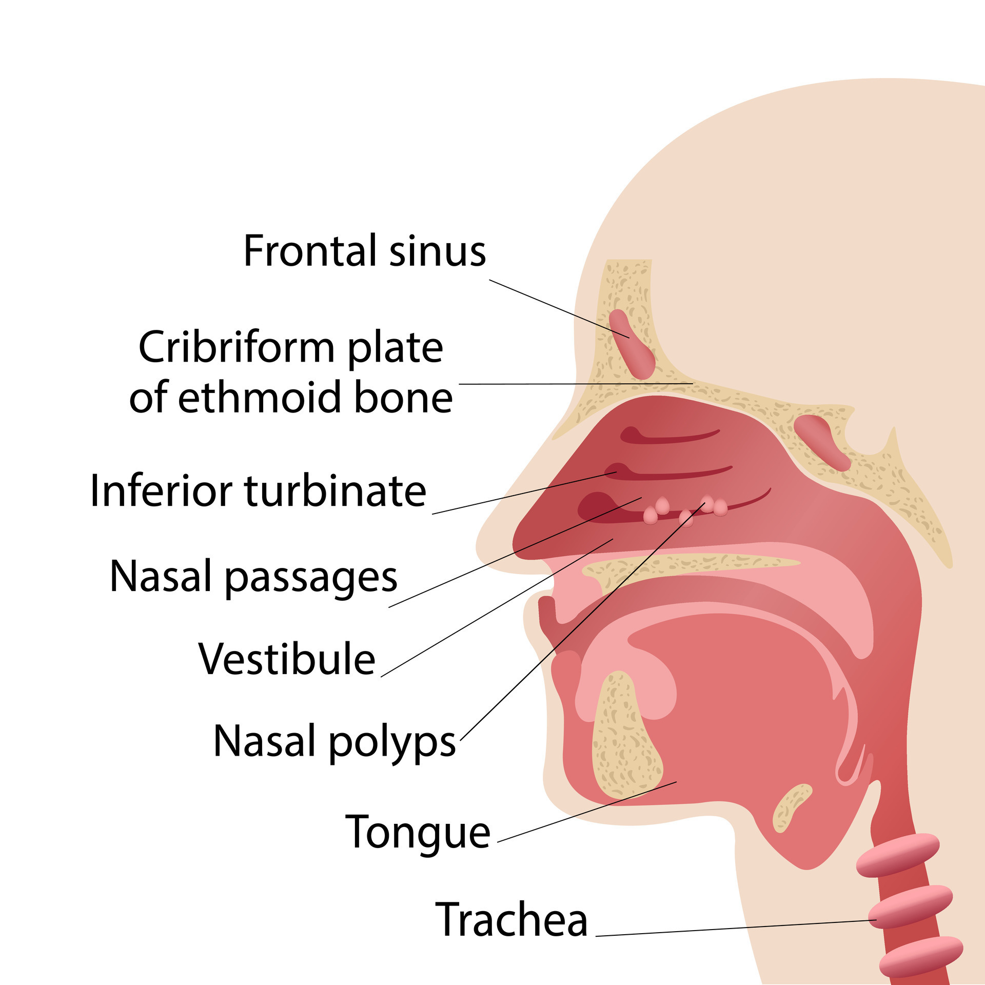 Longitudinal Section Of The Diagram Of The Anatomy Of The Human Nose Polyps Of The Nose