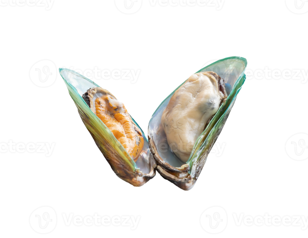 Steamed Or Cooked Food Of Fresh Beautiful Green Mussels Isolated With Clipping Path In Png File