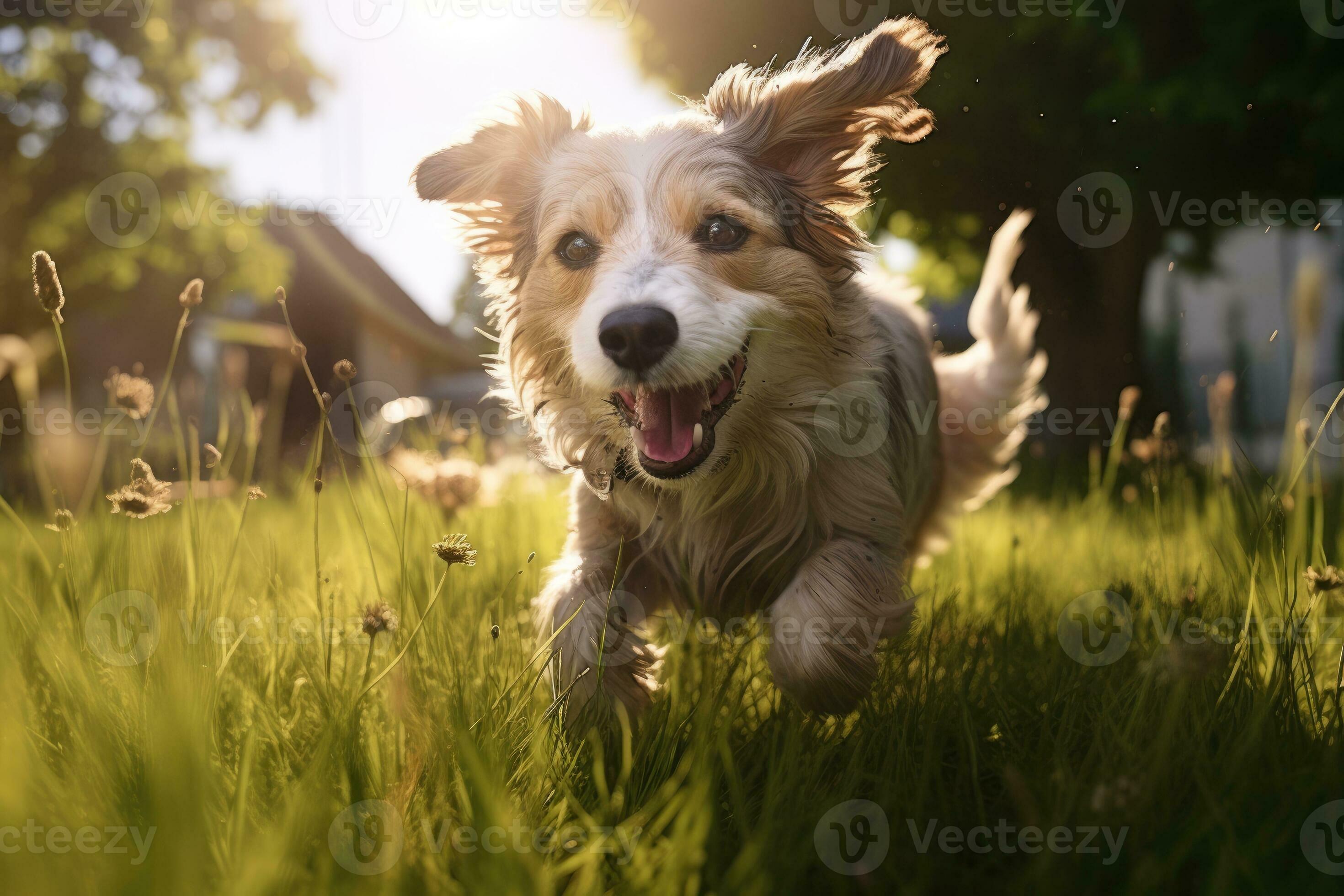 cute happy dog running and playing outside, AI Generated 27974070 Stock Photo at Vecteezy