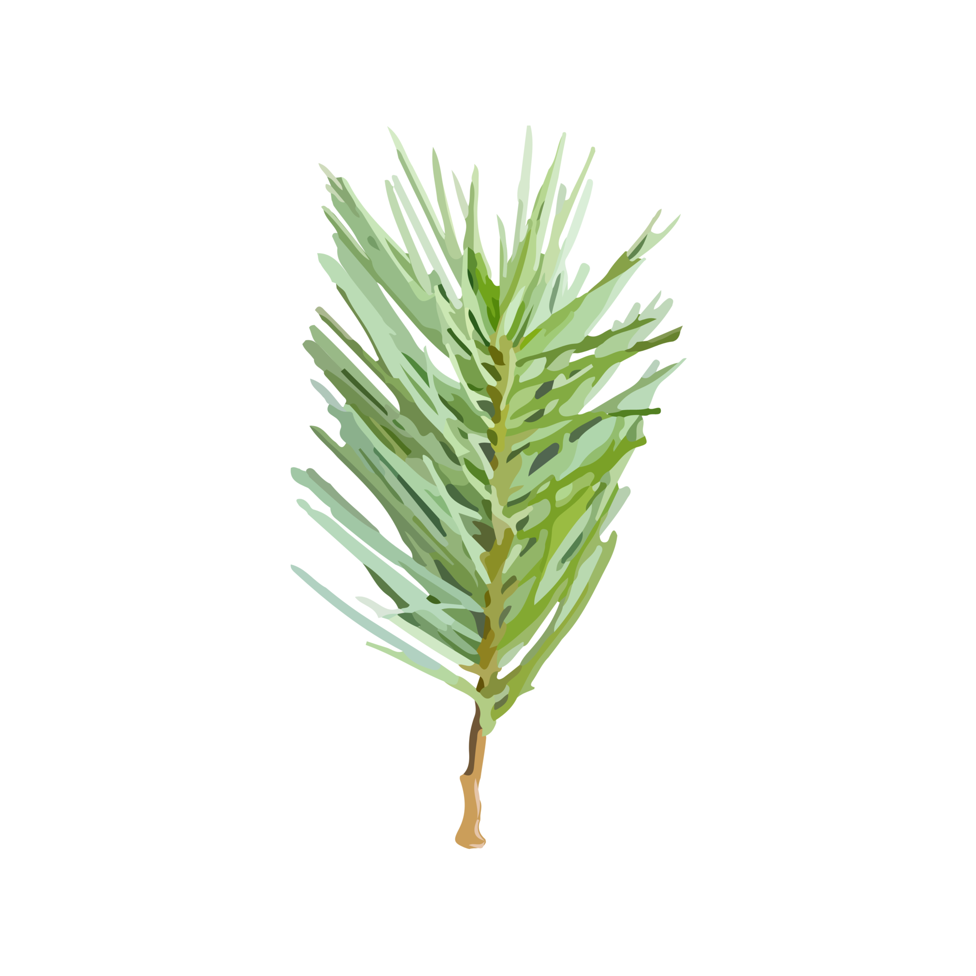 Pine Plant Generative Ai 27990583 PNG pine-plant-generative-ai-27990583-png