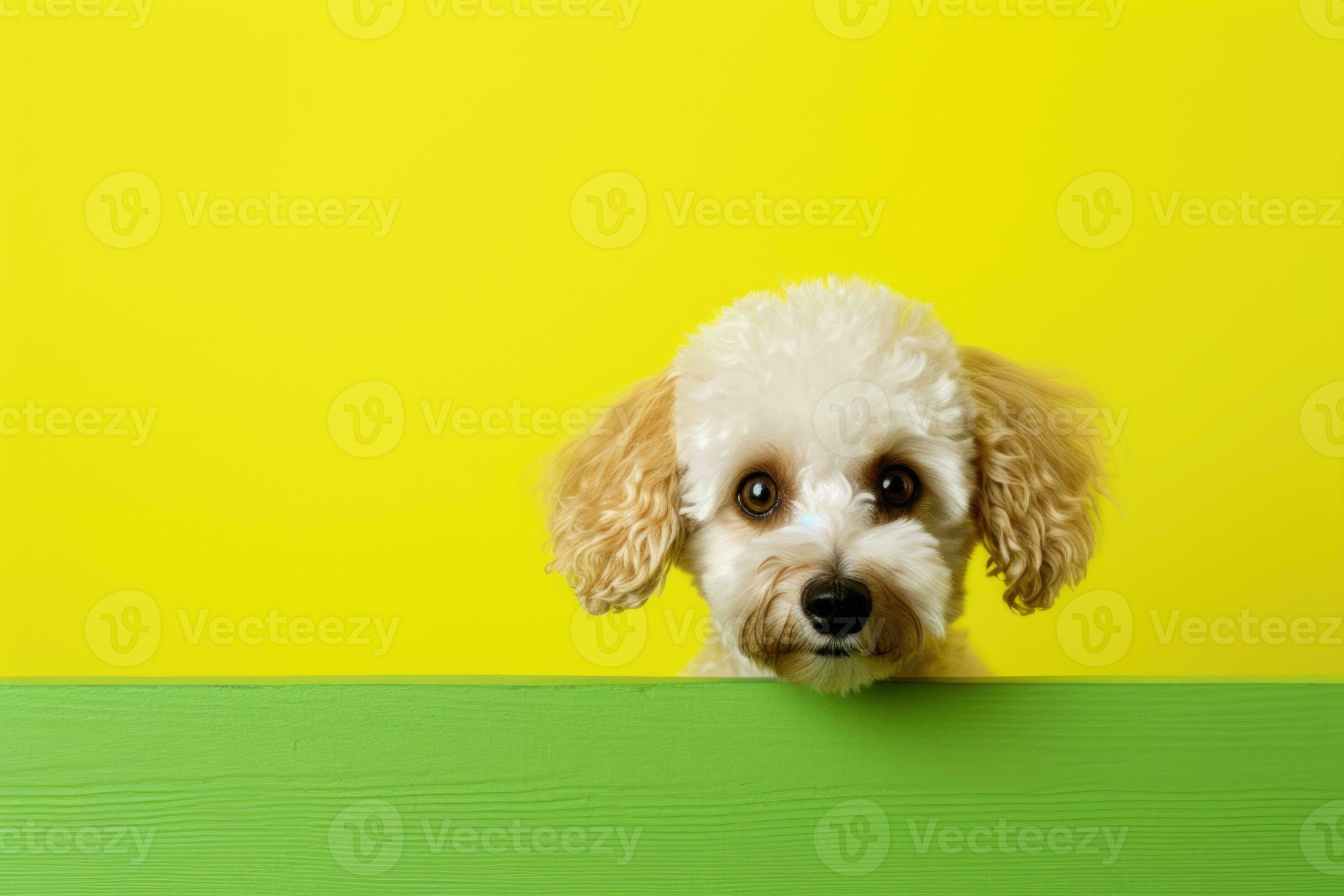 Portrait of a cute poodle puppy looking around the corner of an lime ...