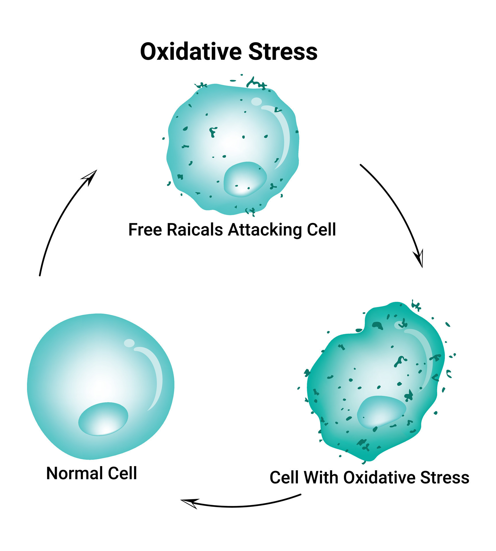 Oxidative stress diagram vector illustration design 28014691 Vector Art ... Oxidative stress diagram vector illustration design 28014691 Vector Art ...