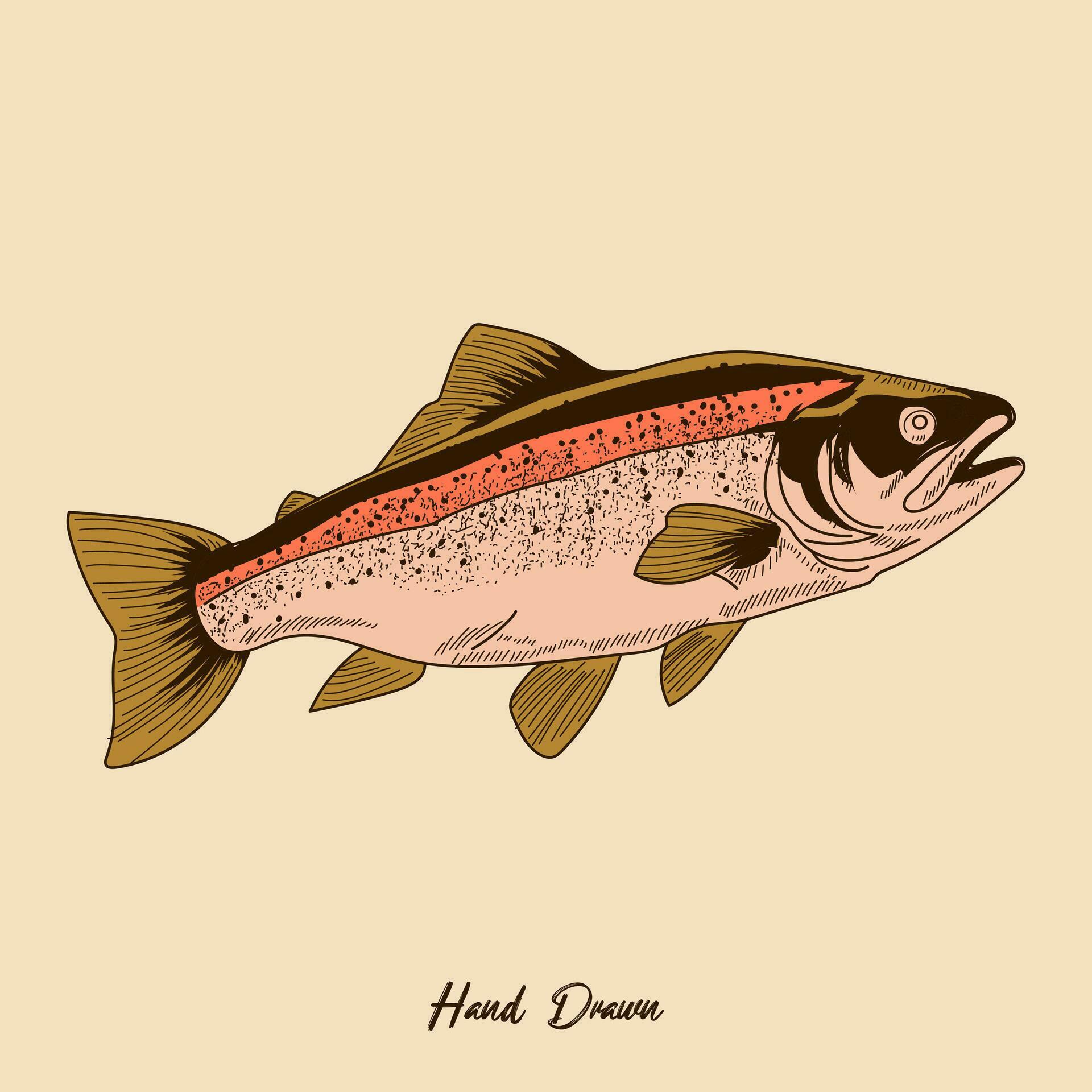 Trout Fish in vintage Handrawing style Vector illustration 28044651 ...