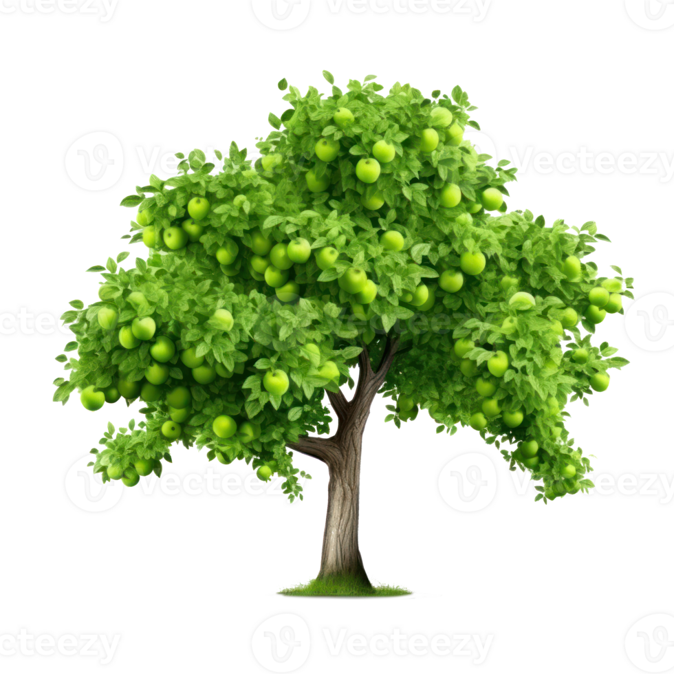 Apple tree isolated 28063784 PNG Apple tree isolated 28063784 PNG