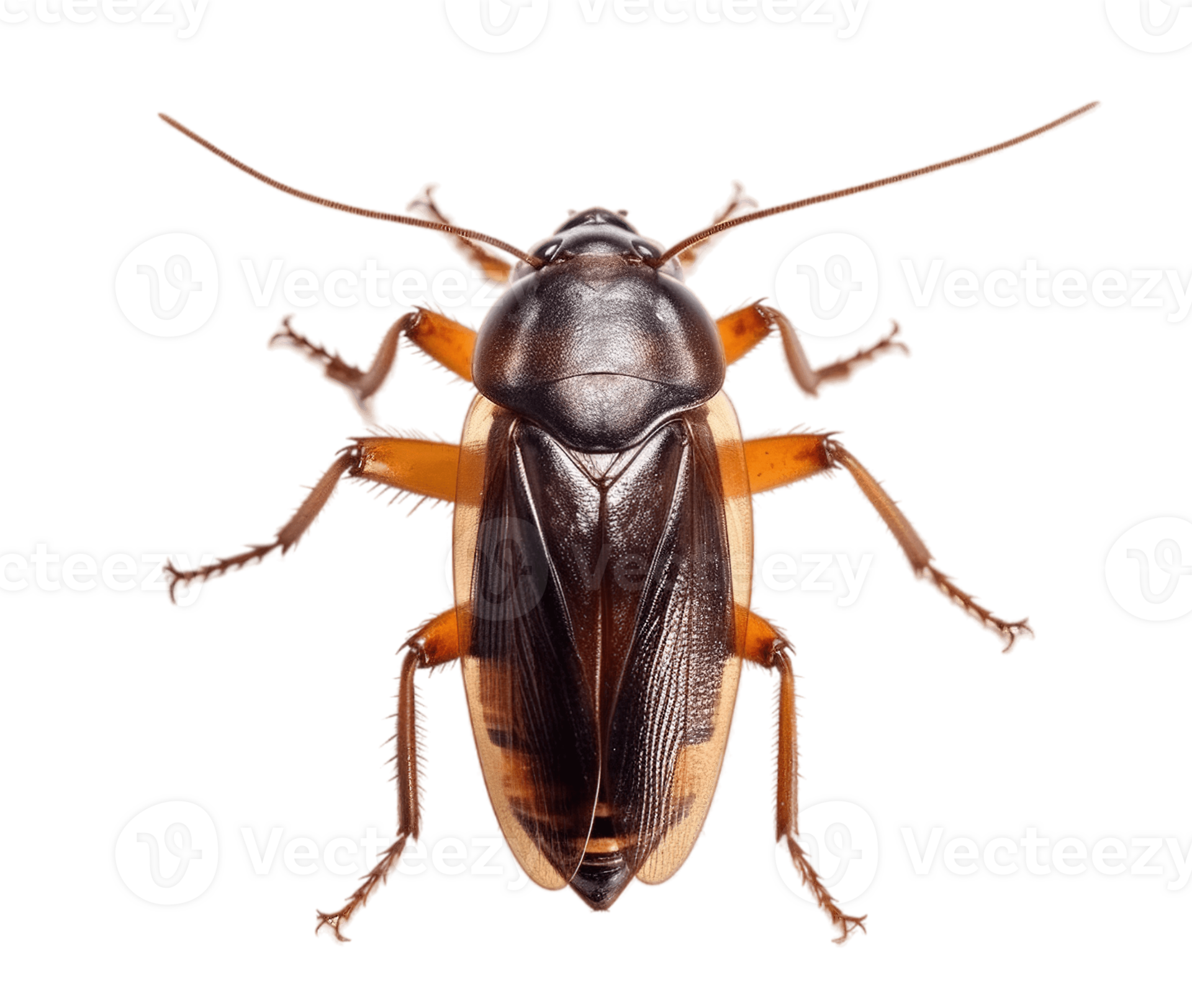 Cockroach isolated on transparent background. PNG file, cut out. AI Generated 28086320 PNG