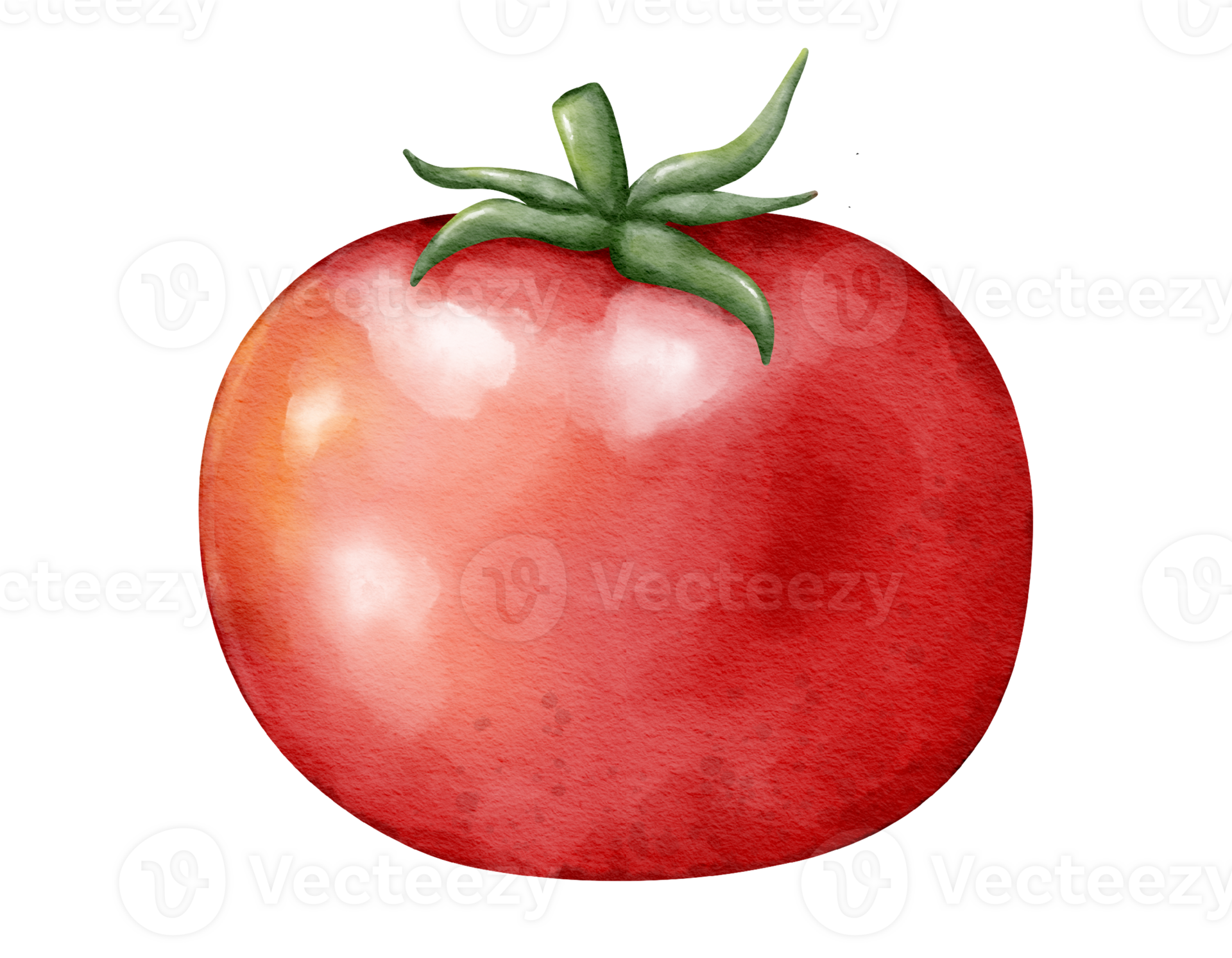 tomato watercolor illustration isolated element 28087559 PNG