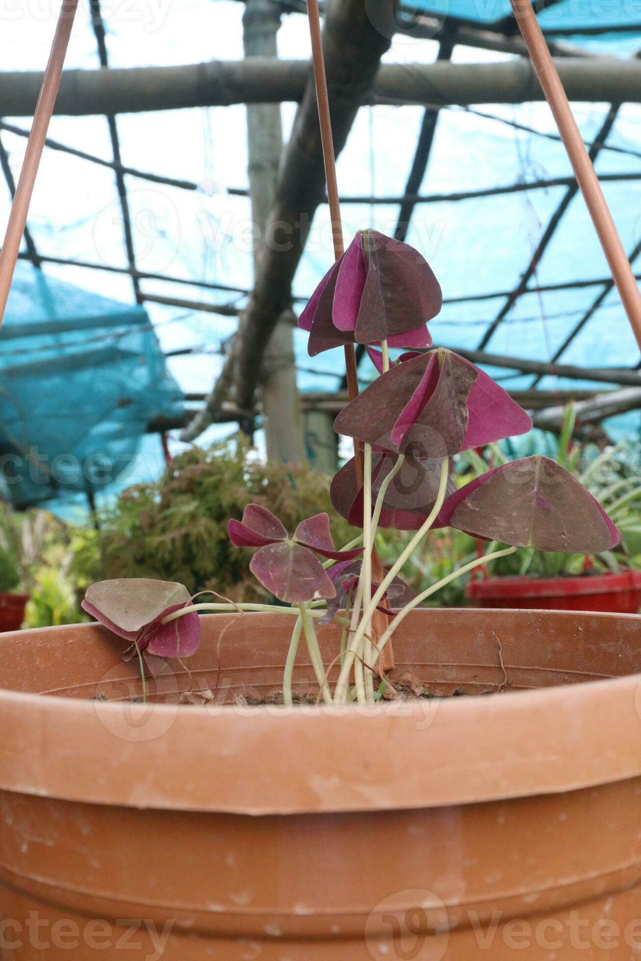 Oxalis triangularis tree on hanging pot on farm 28130049 Stock Photo at Vecteezy