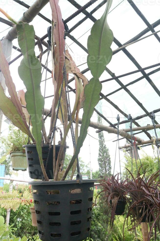 epiphyllum oxypetalum plant on hanging pot 28130080 Stock Photo at Vecteezy epiphyllum oxypetalum plant on hanging pot 28130080 Stock Photo at Vecteezy