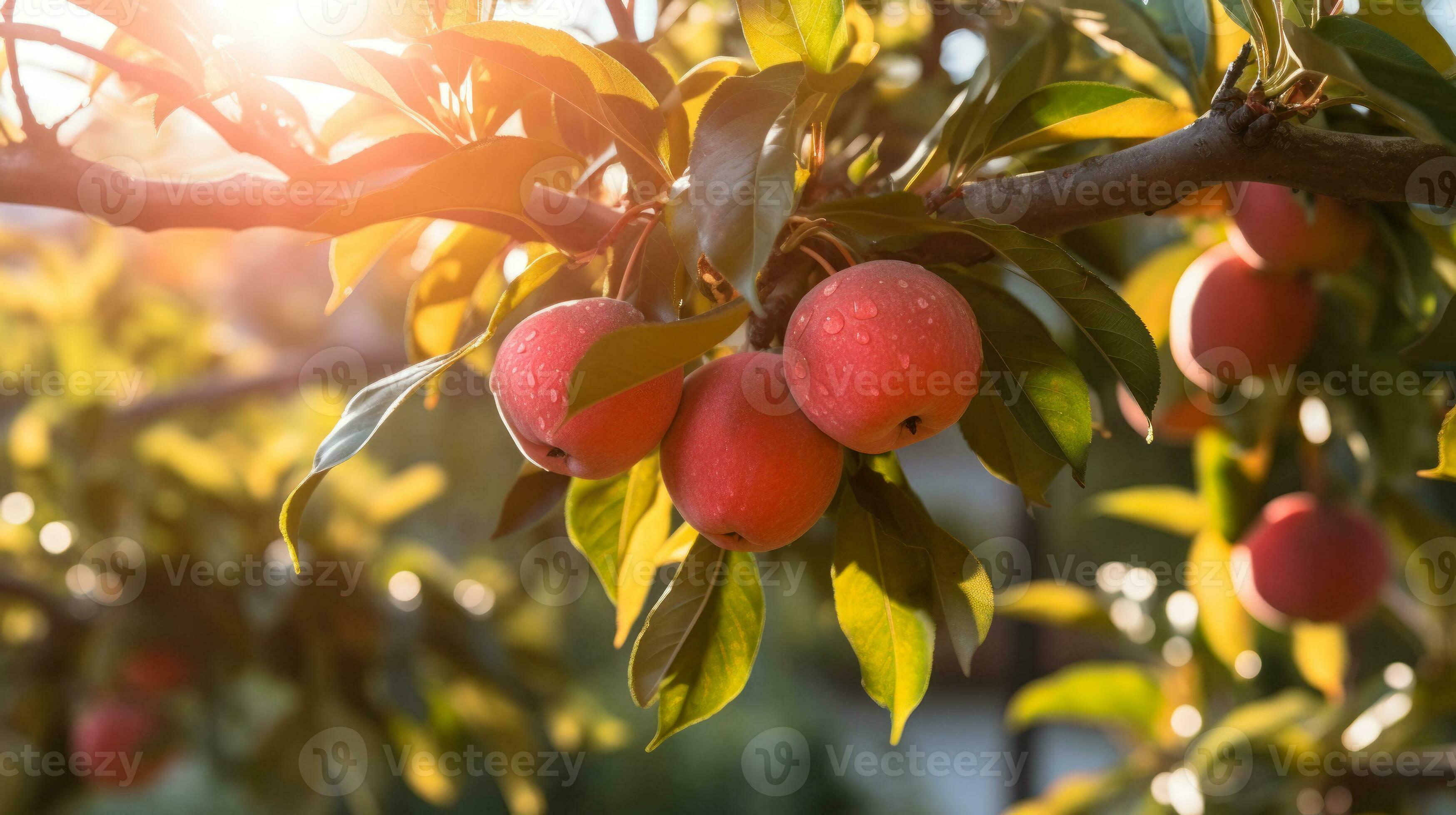 red apples on a tree in the sun generative ai 28133796 Stock Photo at ...
