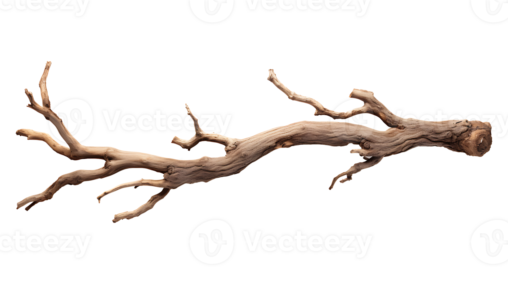 Dry wood branch isolated on transparent background aI generated ... Dry wood branch isolated on transparent background aI generated ...