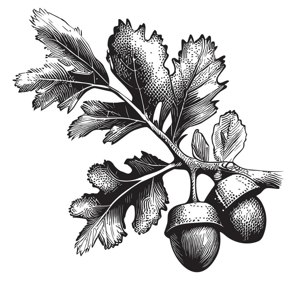 Acorns sketch hand drawn Vector illustration in doodle style Oak tree ... Acorns sketch hand drawn Vector illustration in doodle style Oak tree ...