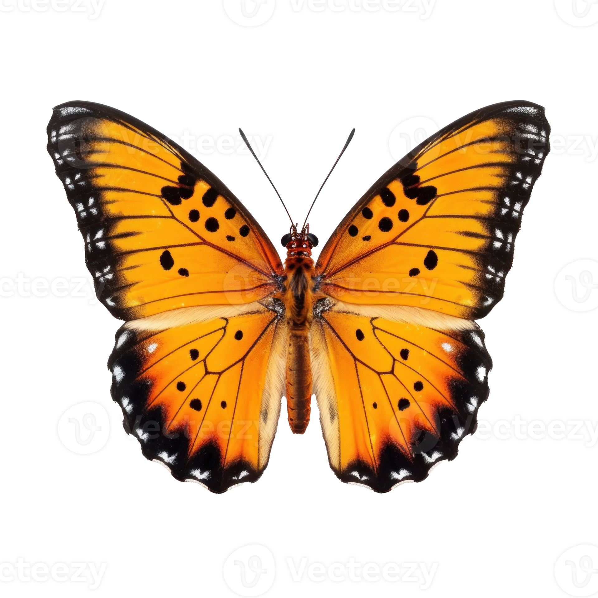 Beautiful butterfly isolated 28199235 PNG