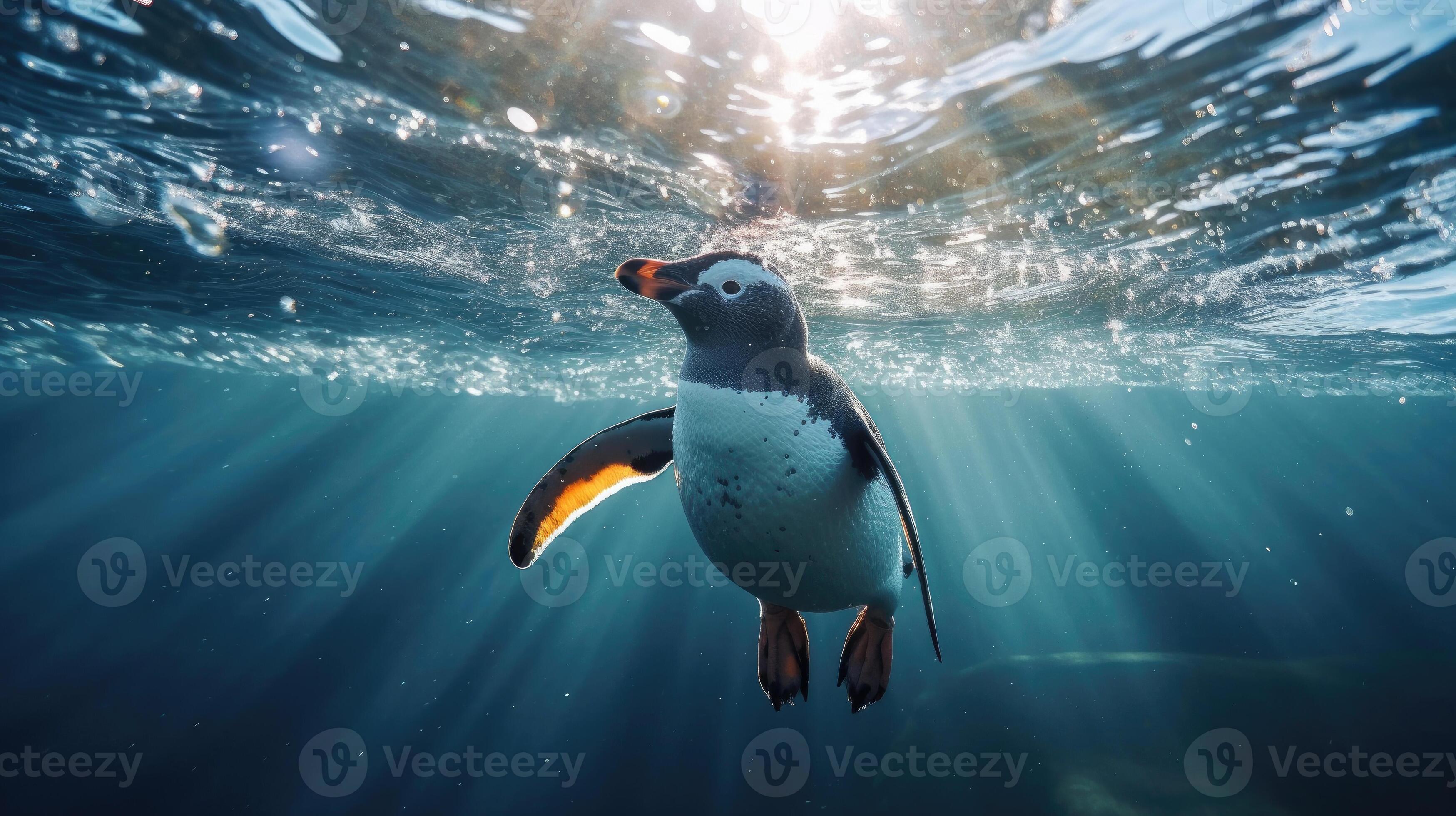 A penguin swimming marine life underwater ocean, Penguin on surface and ...