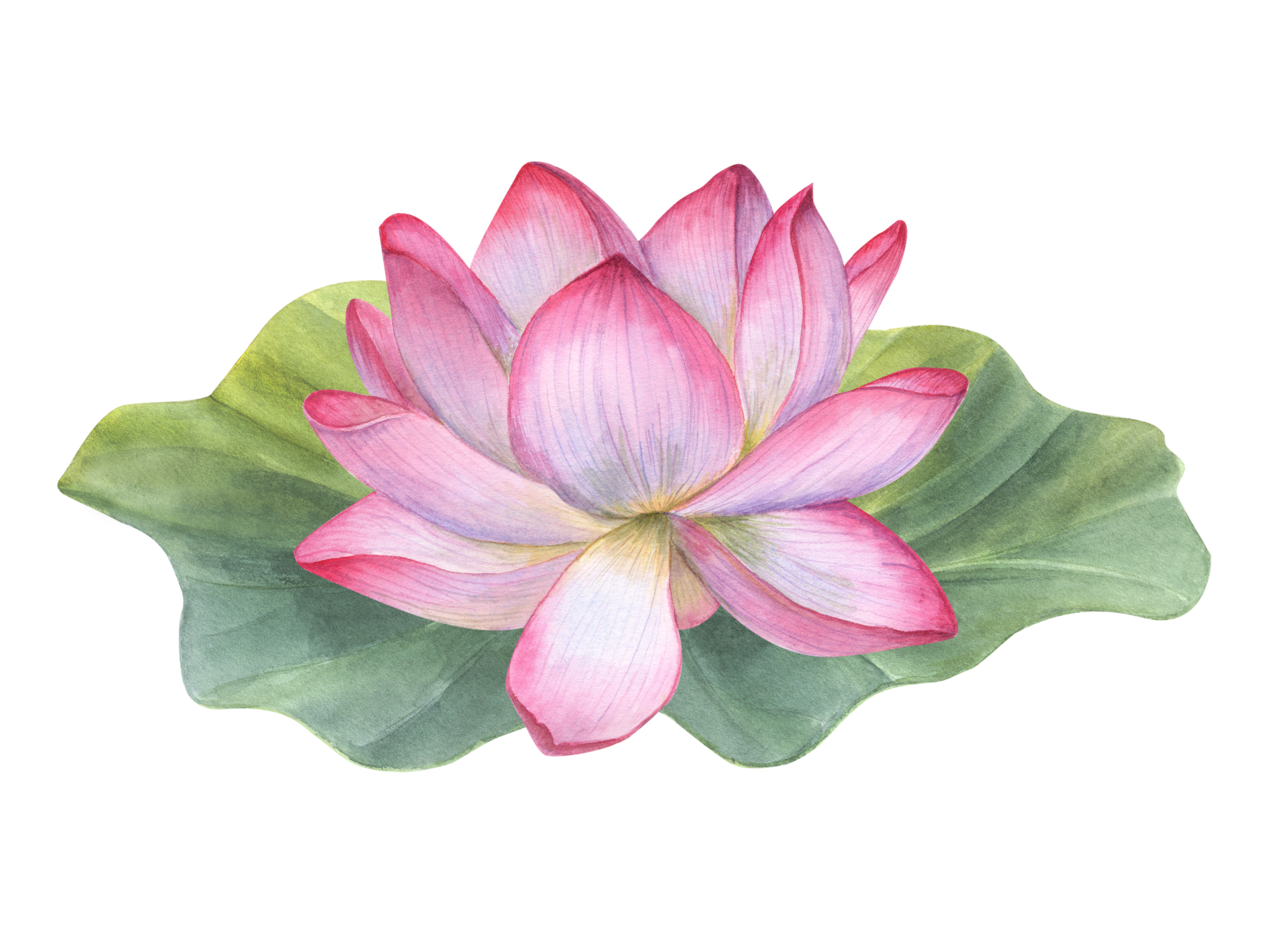 Pink Lotus Flower On Green Leaf Water Lily Indian Lotus Sacred Lotus
