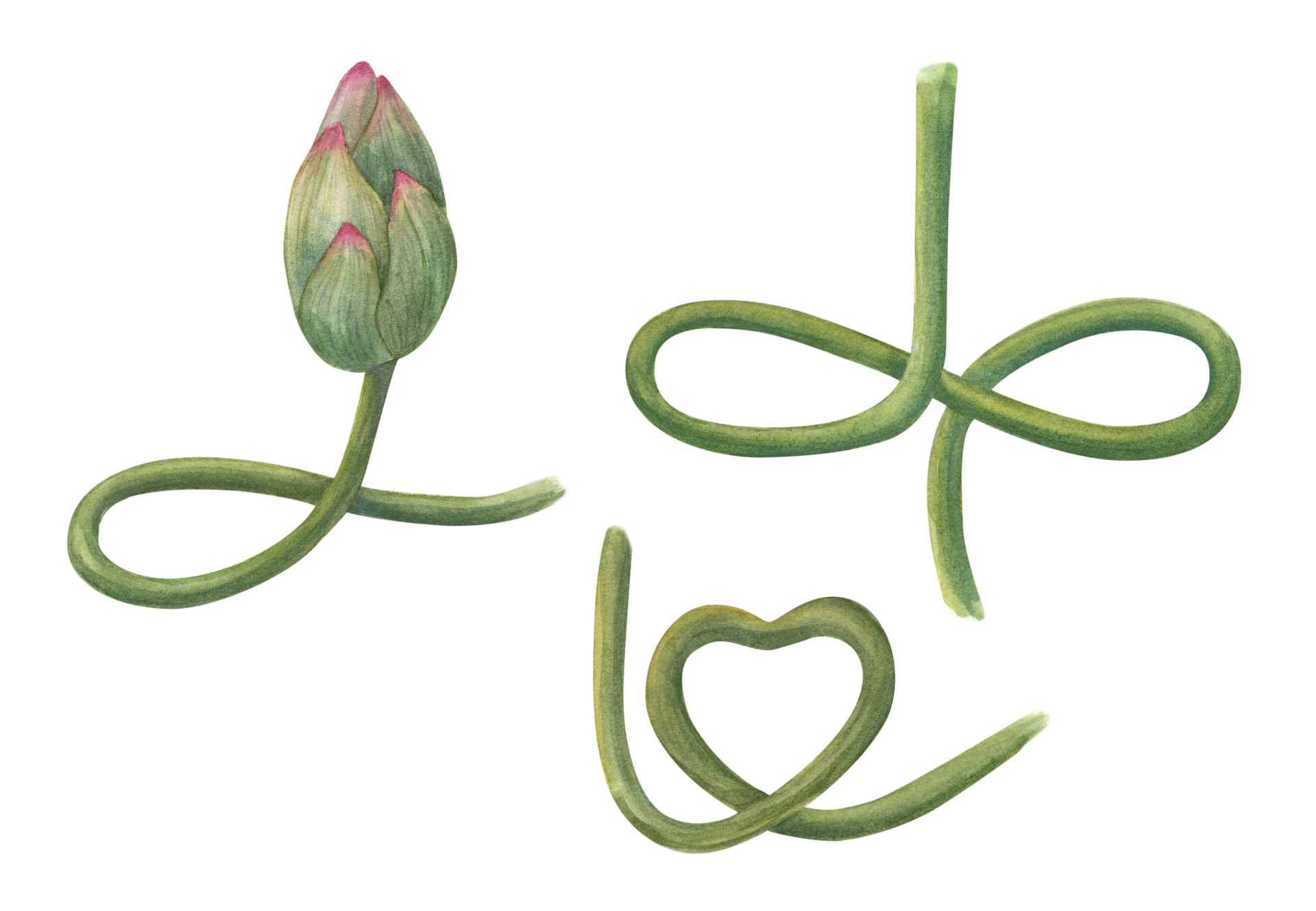 Lotus Bud And Curving Stems Constructor For Creating Bizarre Flower Shapes The Stem Is Heart