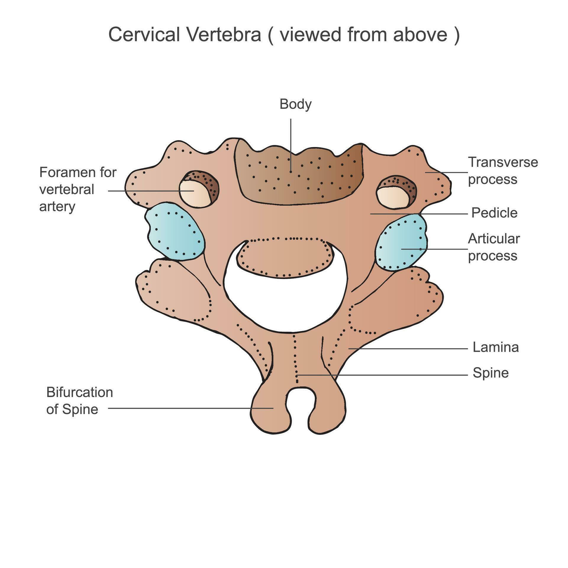 cervical columna vertebral, común vertebral morfología, sexto cervical vértebra, cervical ...